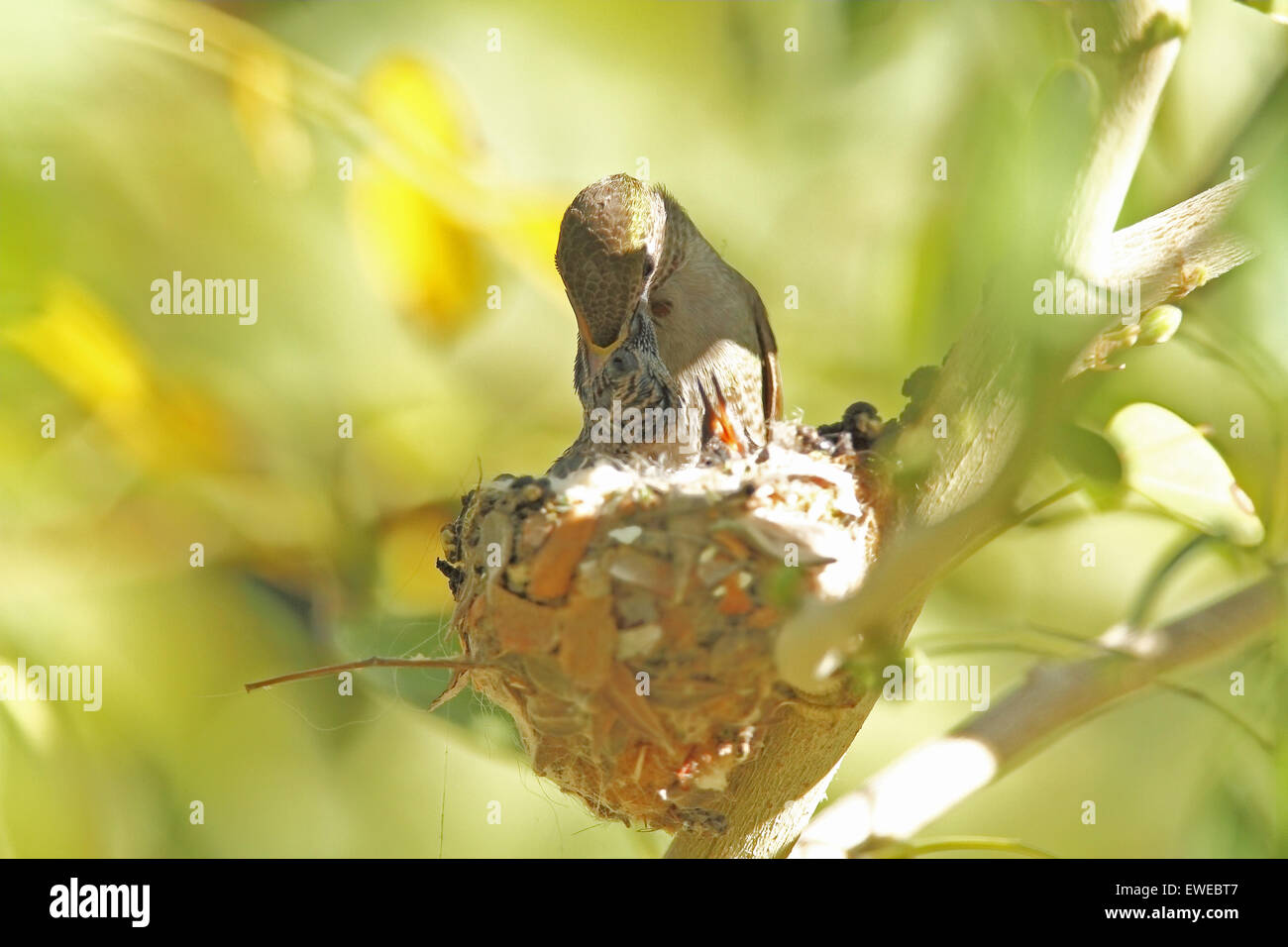 Fledgling hummingbird in nest hi-res stock photography and images - Alamy