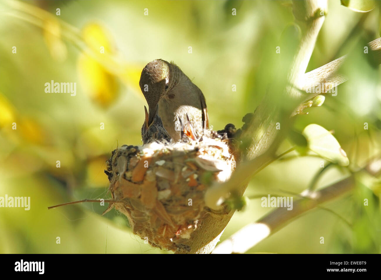 North American hummingbirds raising young fledglings in a nest Stock ...