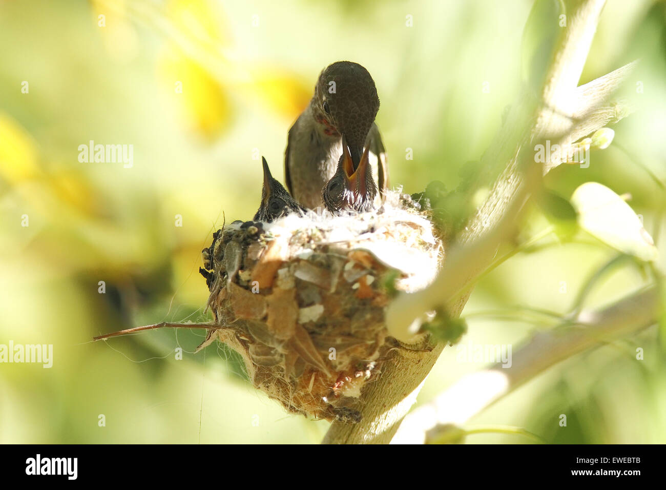 Fledgling Hummingbird In Nest High Resolution Stock Photography and ...