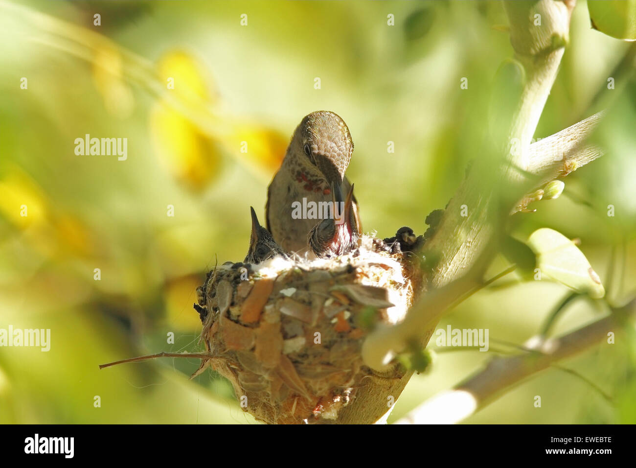 North American hummingbirds raising young fledglings in a nest Stock ...