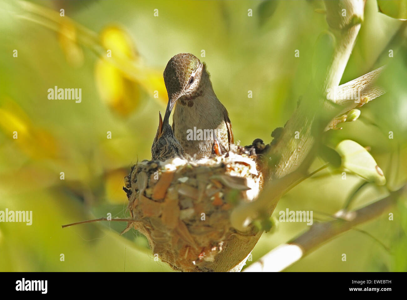 North American hummingbirds raising young fledglings in a nest Stock ...