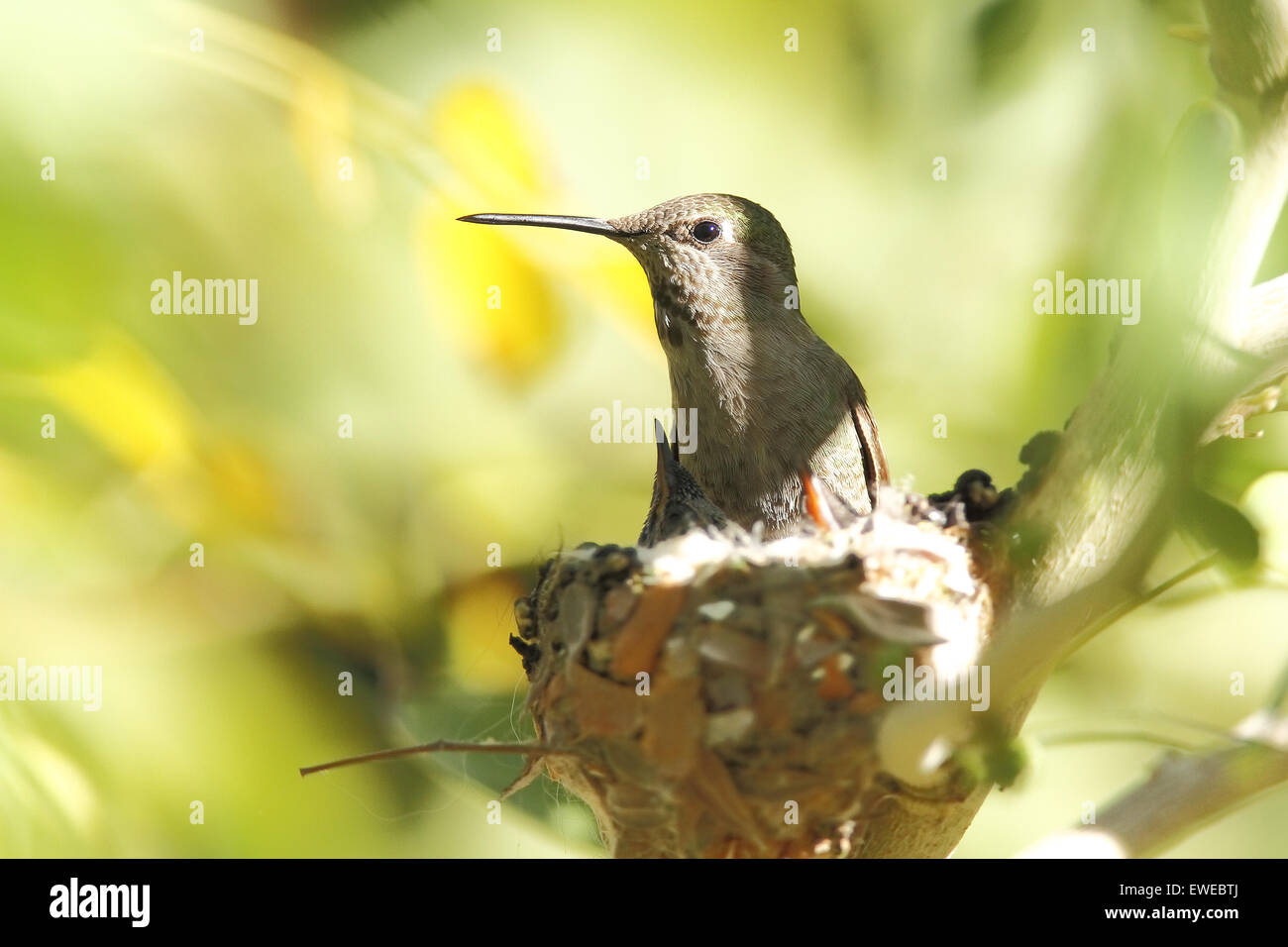 Fledgling hummingbird in nest hi-res stock photography and images - Alamy