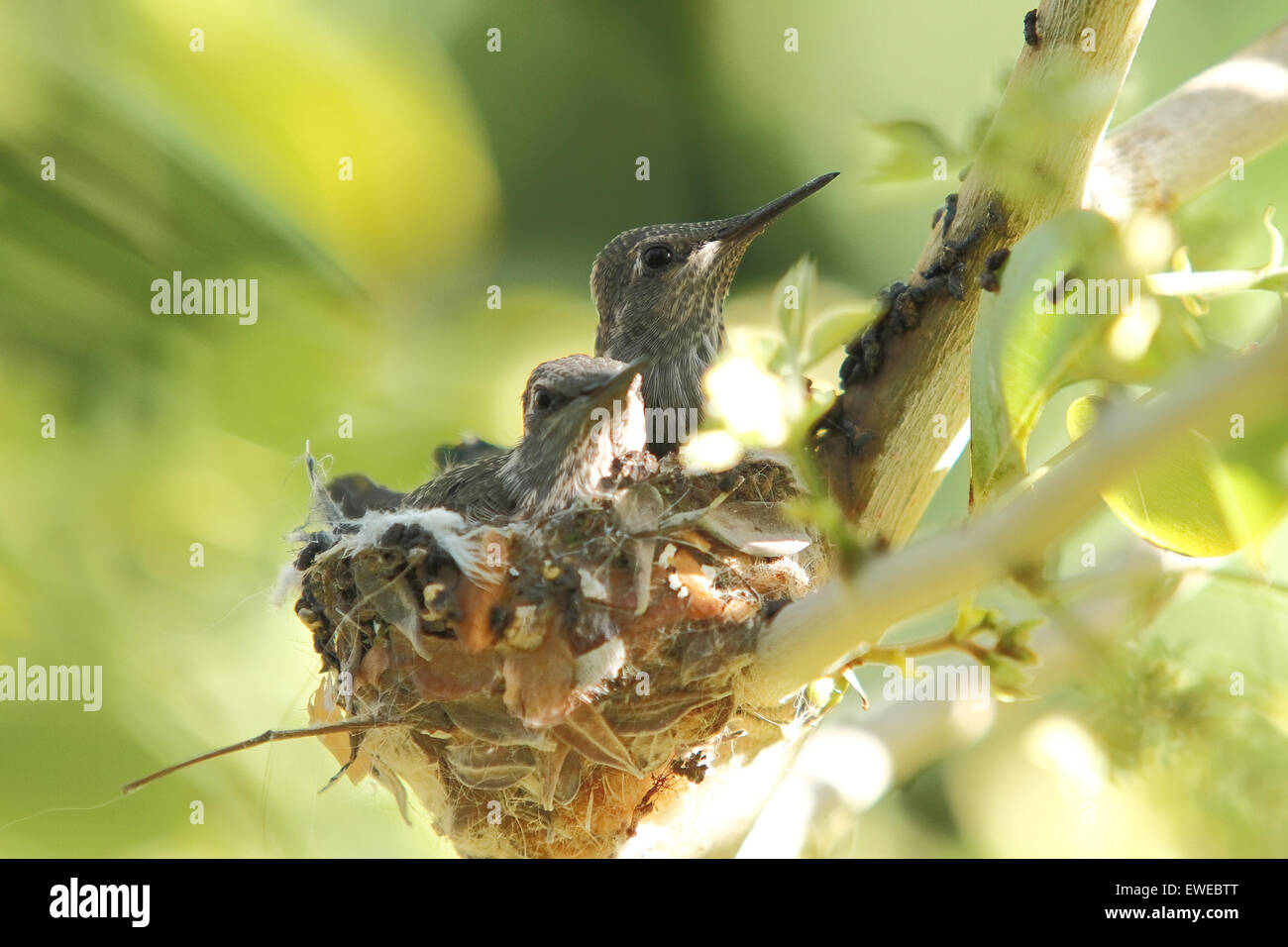 Hummingbird nest hi-res stock photography and images - Alamy
