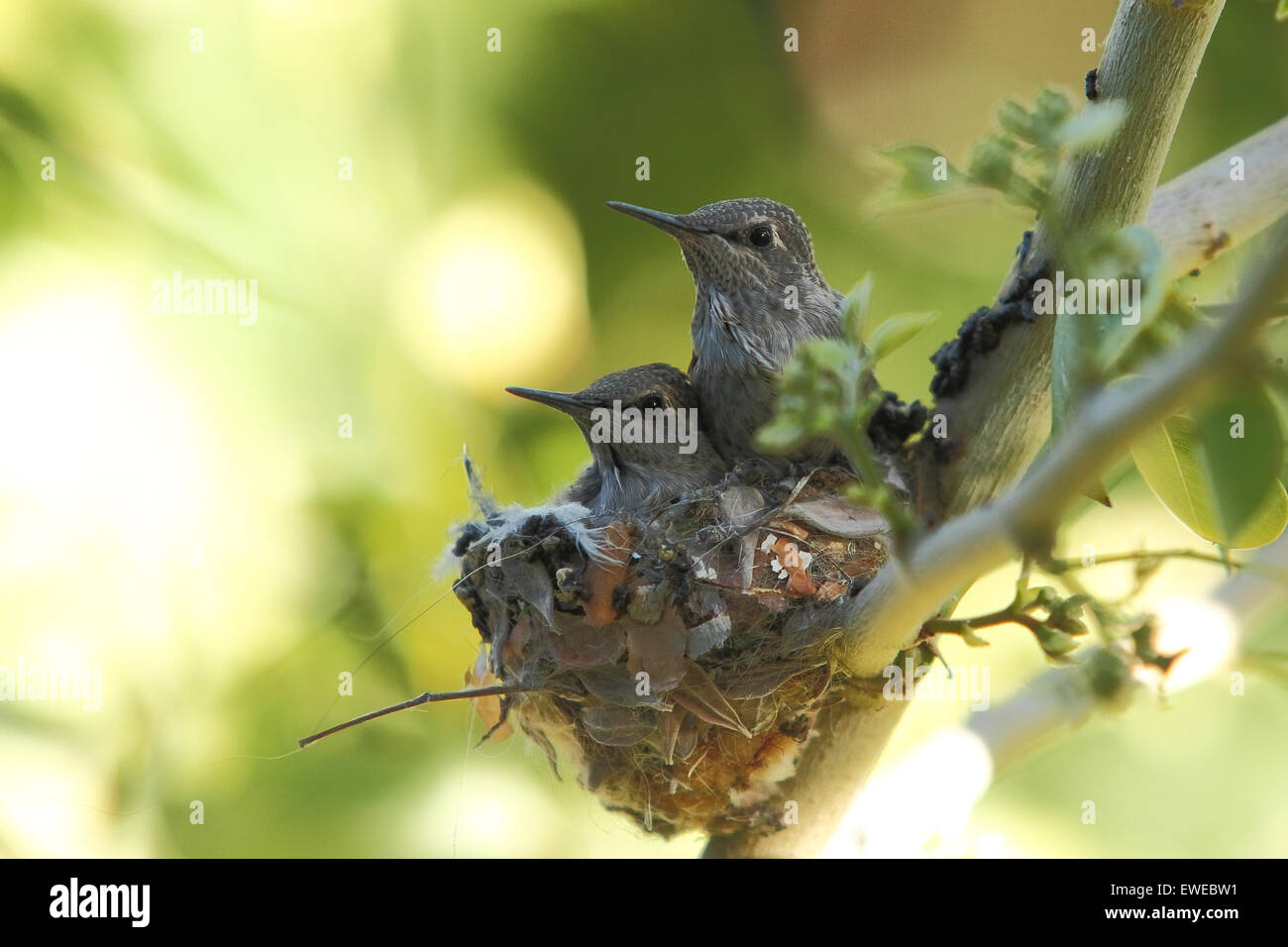Ruby throated hummingbirds nest hi-res stock photography and images - Alamy