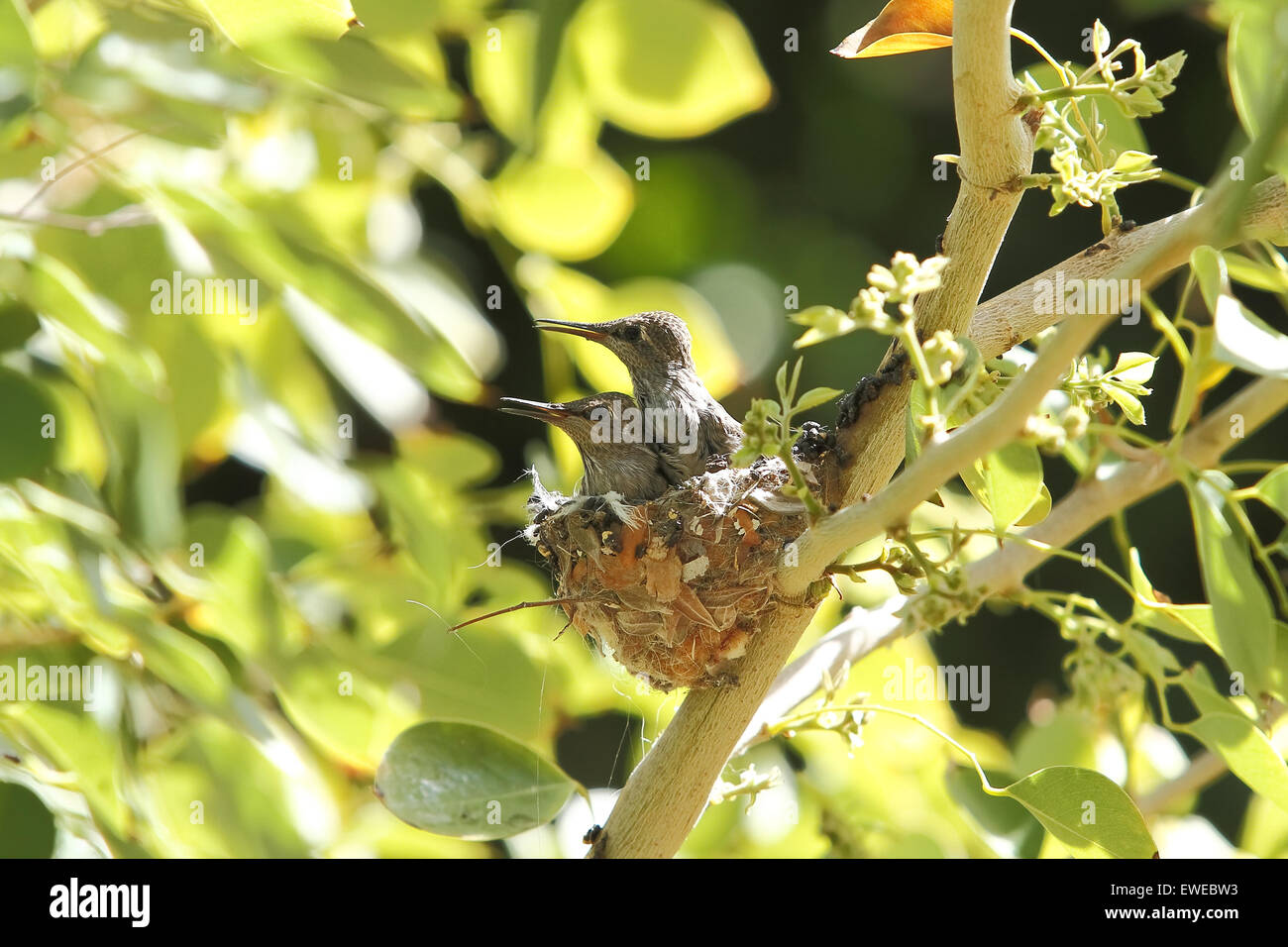 North American hummingbirds raising young fledglings in a nest Stock ...