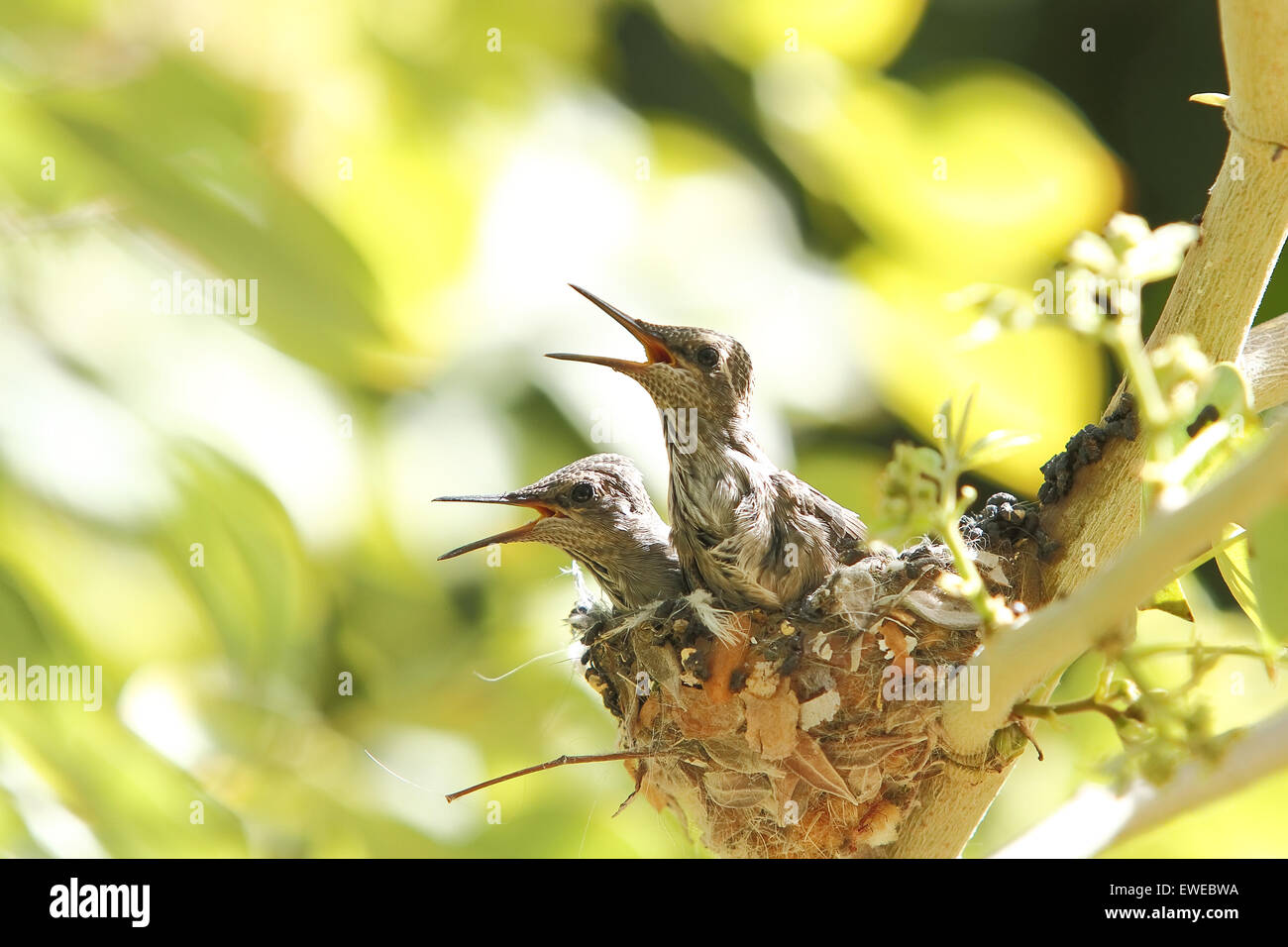 Baby hummingbirds in nest hi-res stock photography and images - Alamy