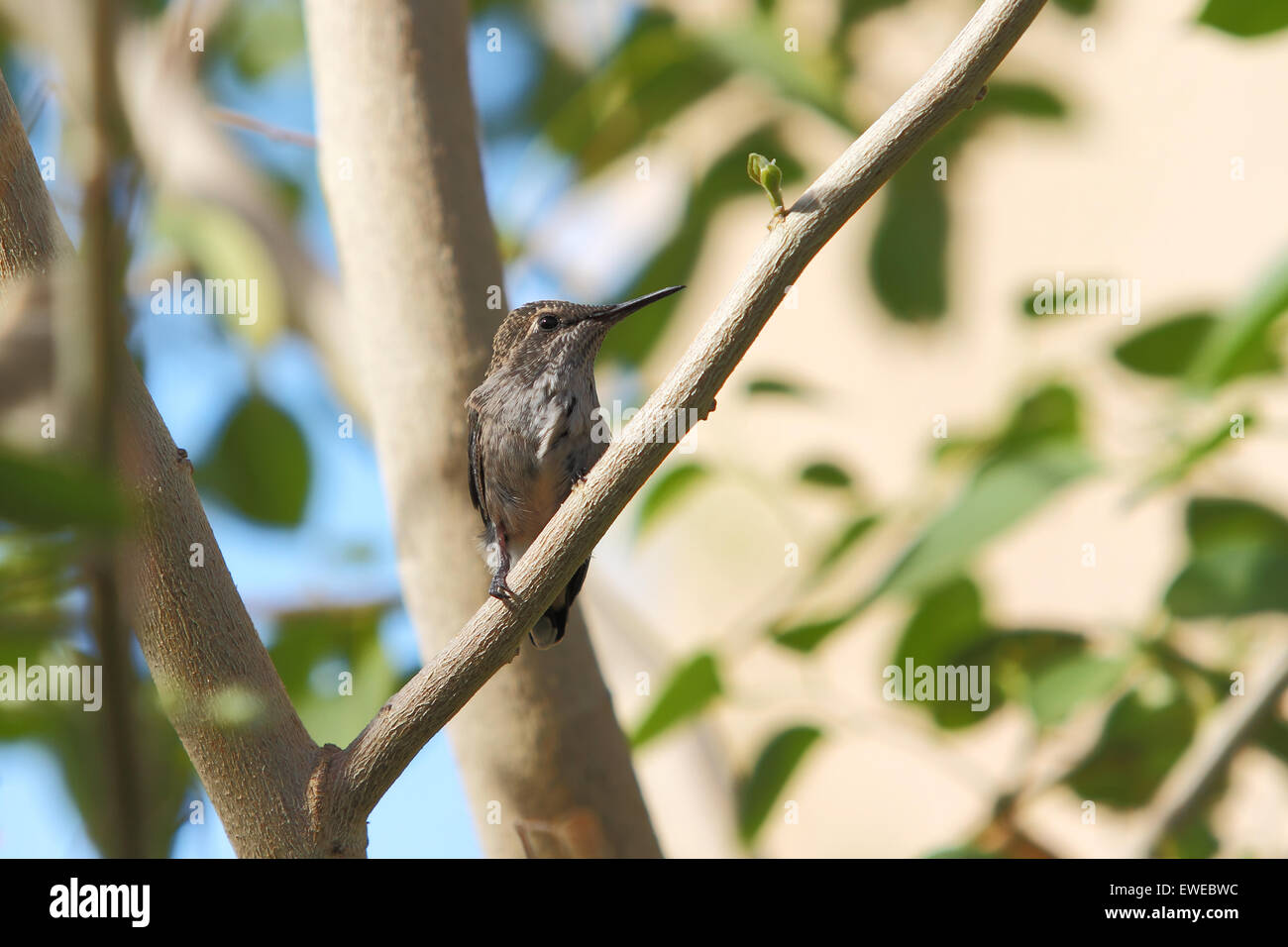 North American hummingbirds raising young fledglings in a nest Stock ...