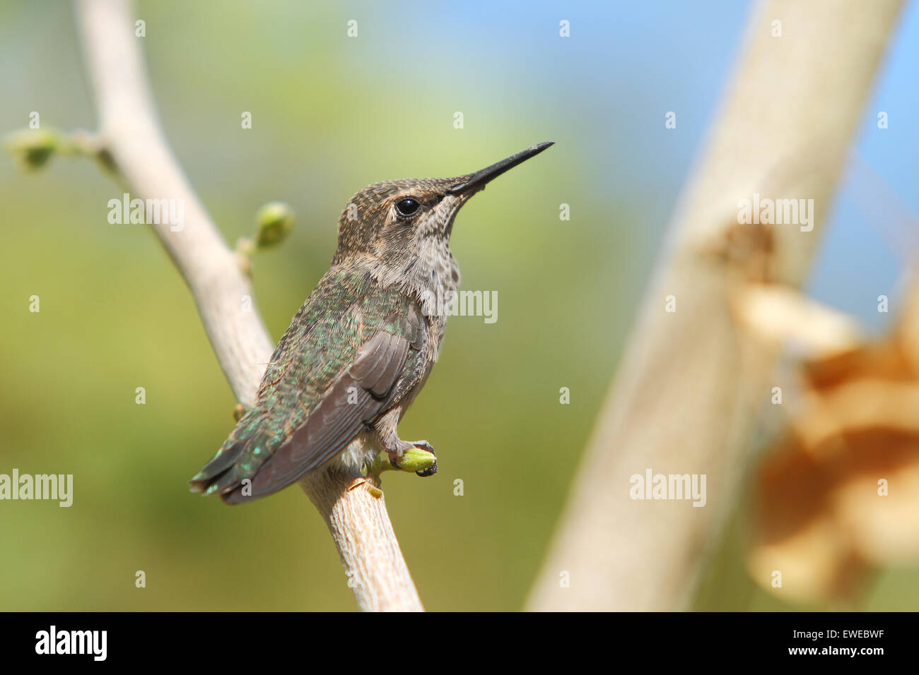 North American hummingbirds raising young fledglings in a nest Stock ...