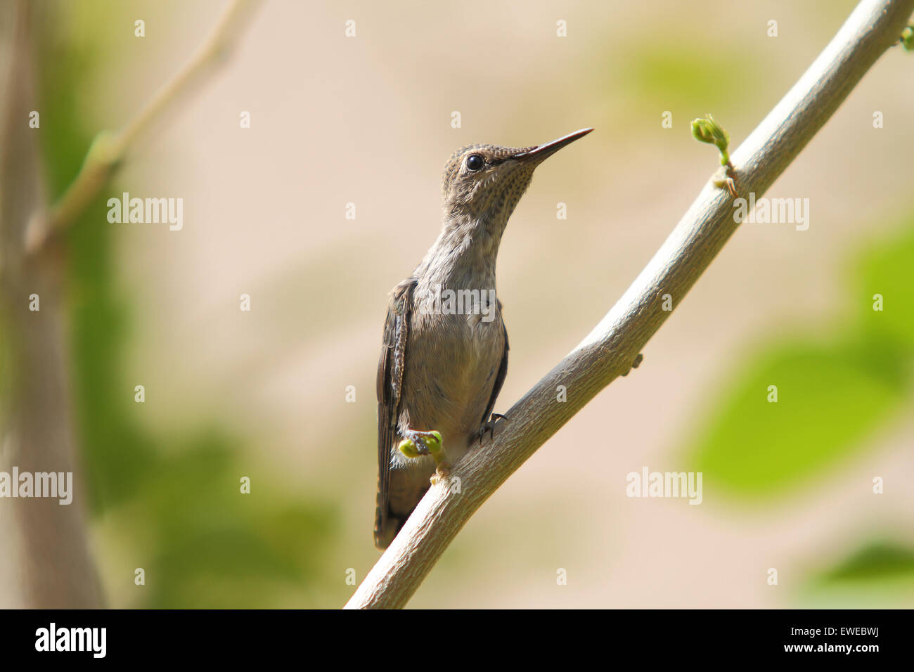 North American hummingbirds raising young fledglings in a nest Stock ...