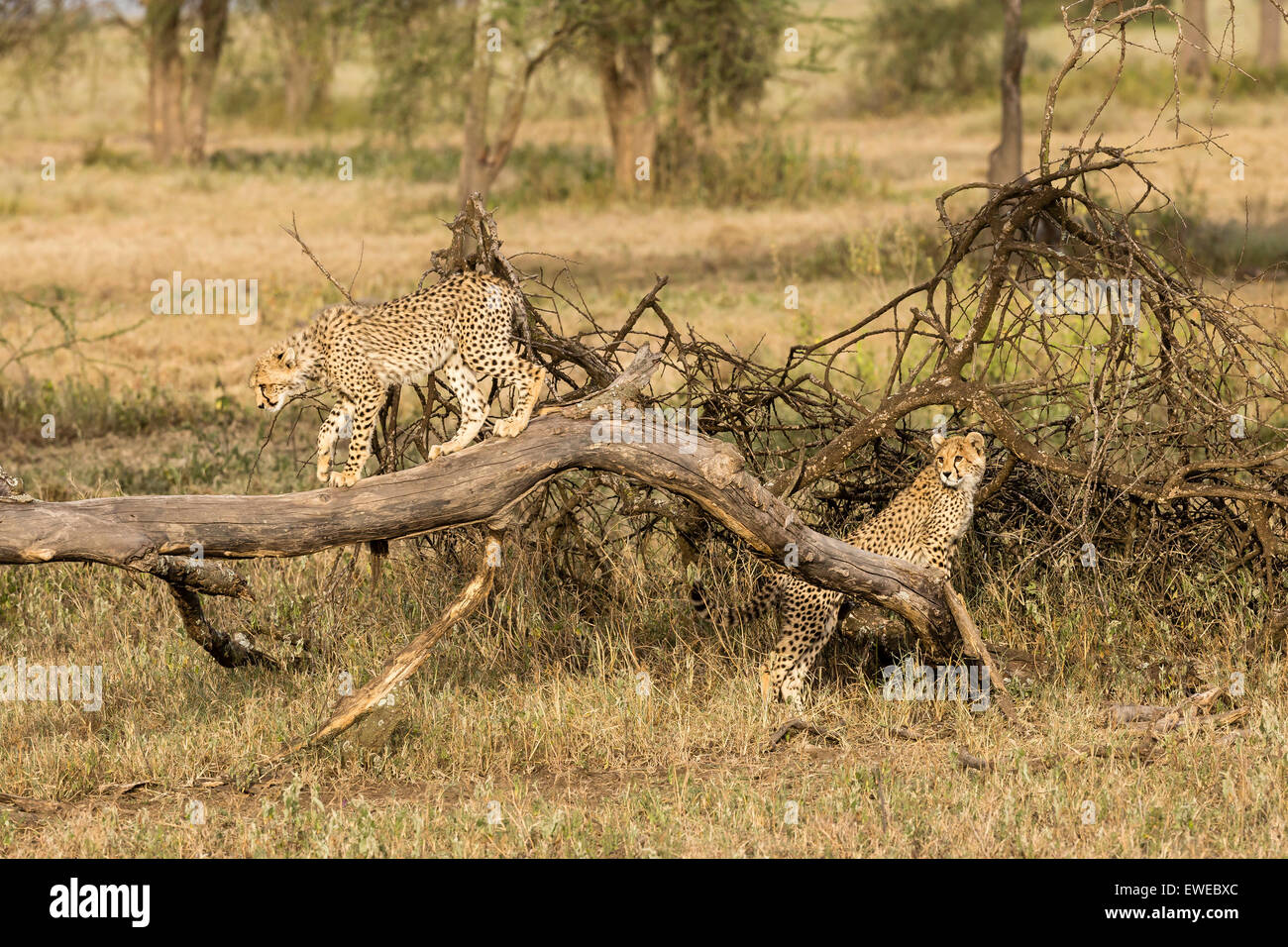 Two young cheetah cubs (Acinonyx jubatus) play together on an old tree ...