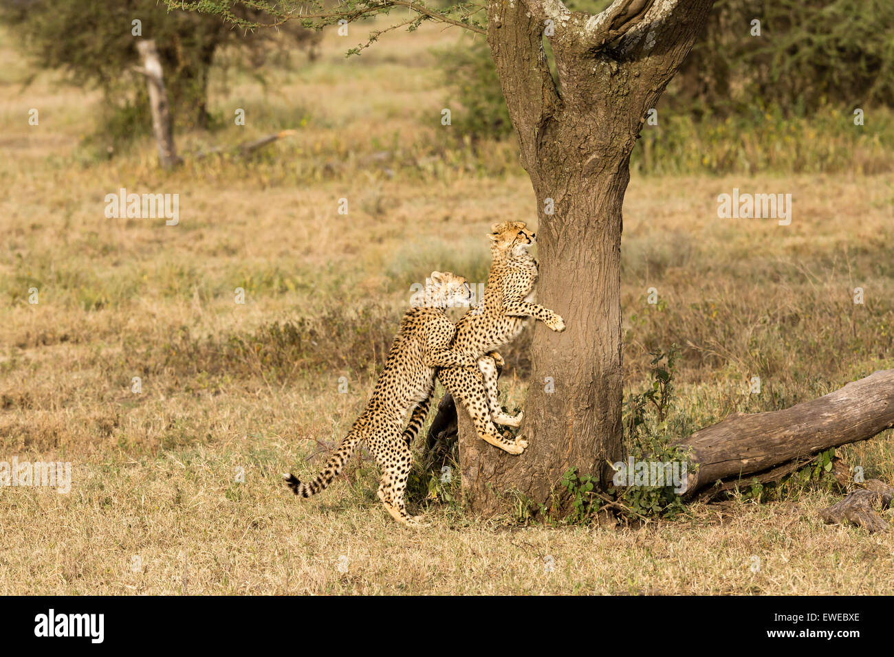 Cheetah on the serengeti chase hi-res stock photography and images - Alamy