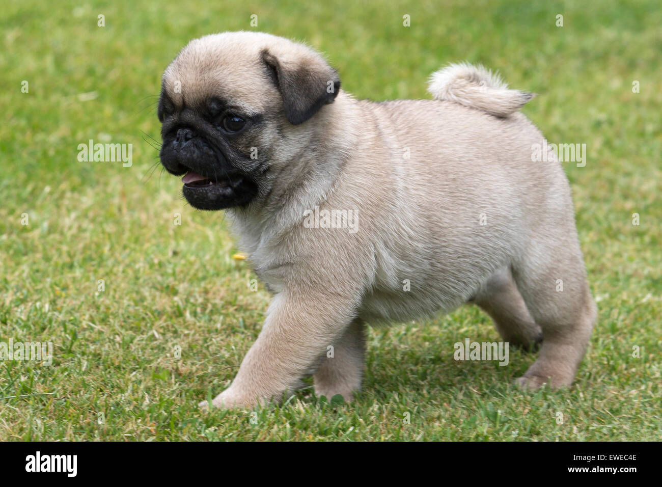 Hund beige hi-res stock photography and images - Alamy