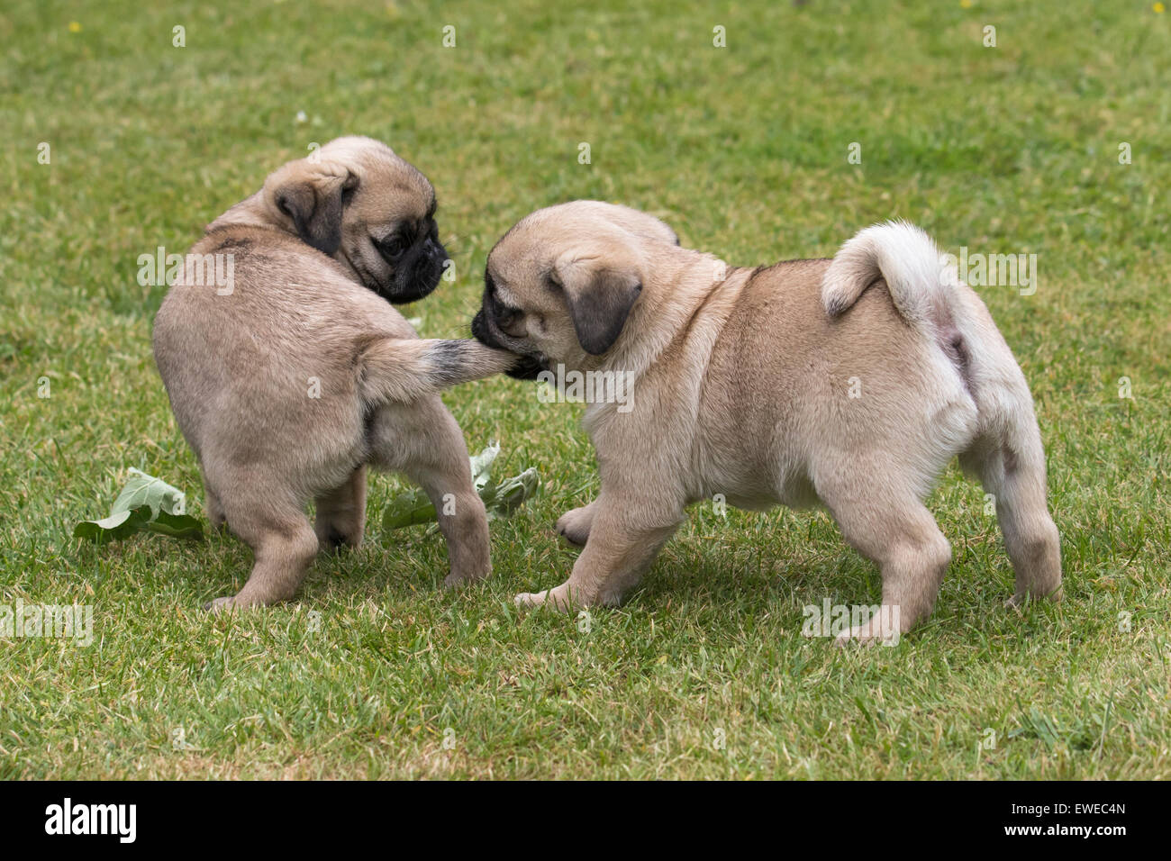 Nice pug hi-res stock photography and images - Alamy