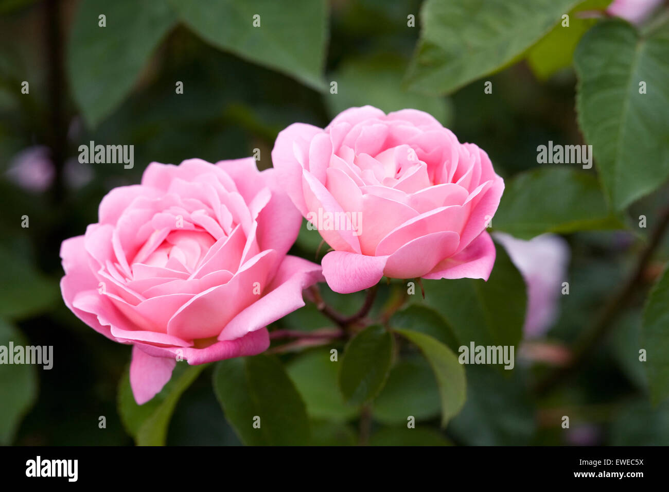 Pink shrub rose in an English garden Stock Photo - Alamy