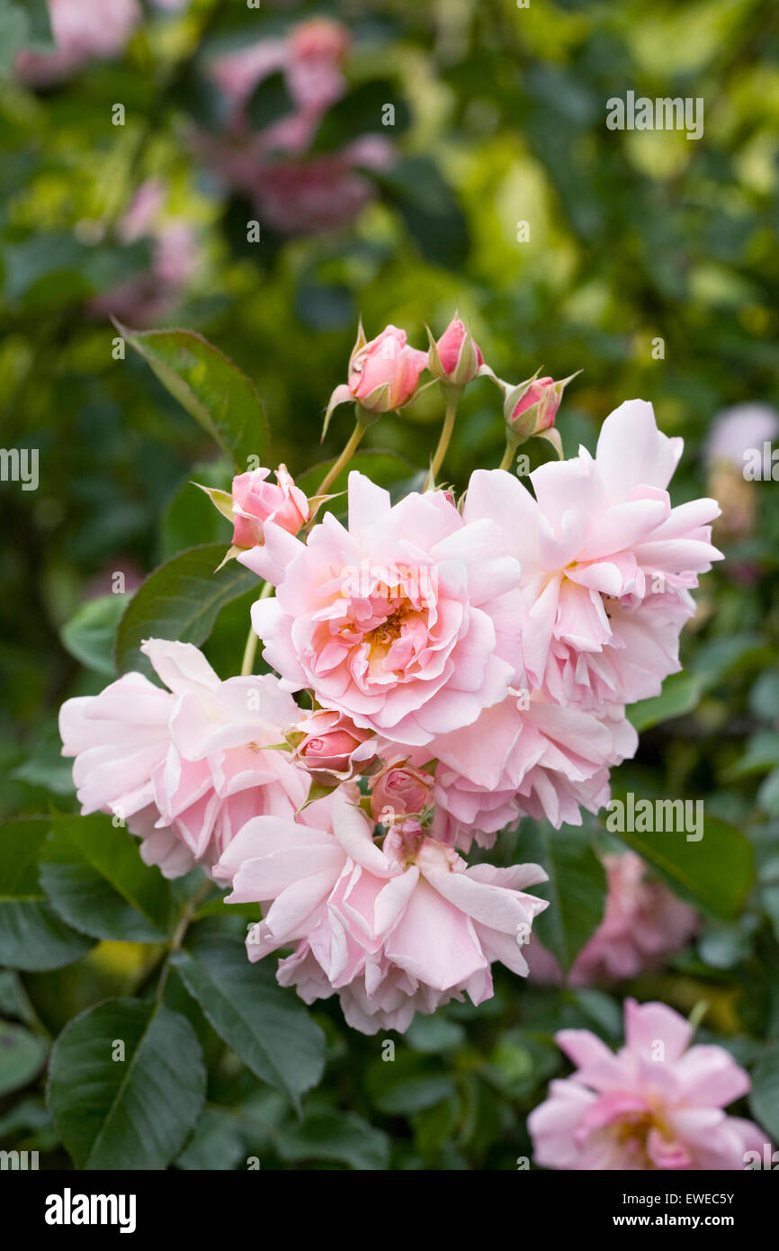 Rose rosa felicia hi-res stock photography and images - Alamy