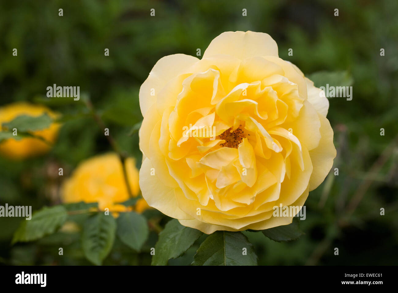 Garden full of colourful flowering shrubs hi-res stock photography and ...
