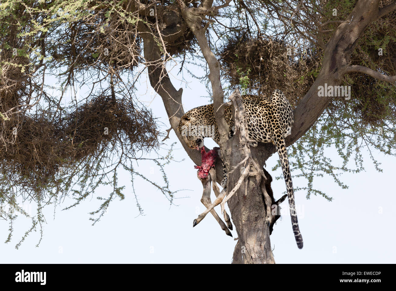 A Leopard (Panthera pardus) with juvenile wildebeest prey in a tree ...