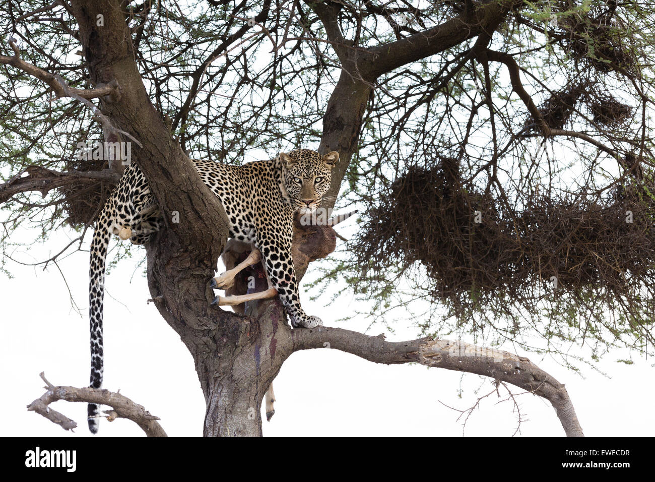 A Leopard (Panthera pardus) with juvenile wildebeest prey in a tree ...