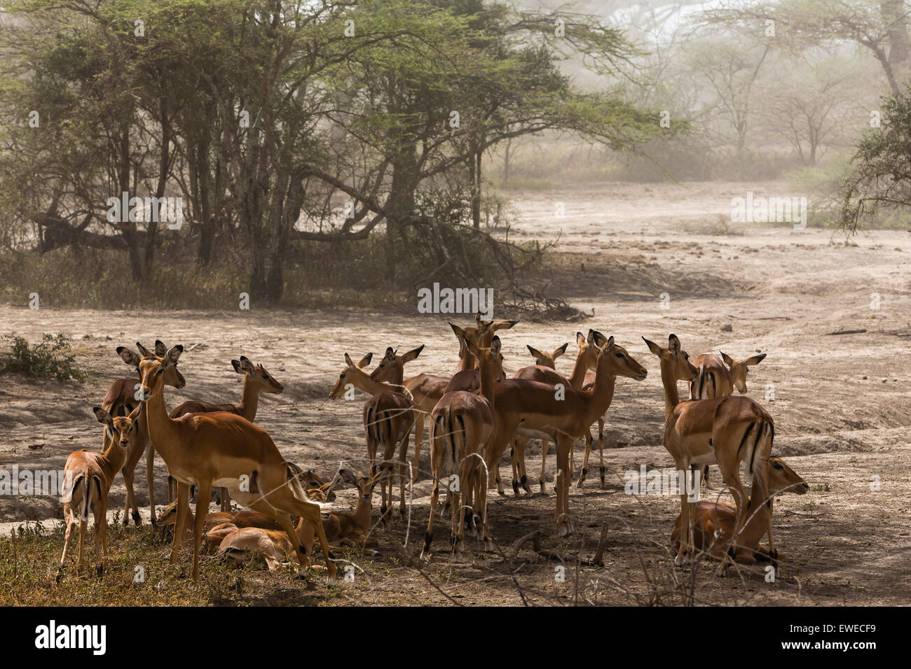 A herd of Impala antelope (Aepyceros melampus) rest in the evening ...
