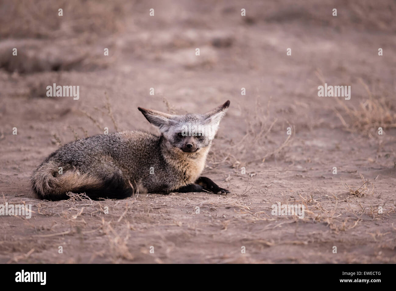 Battered fox hi-res stock photography and images - Alamy