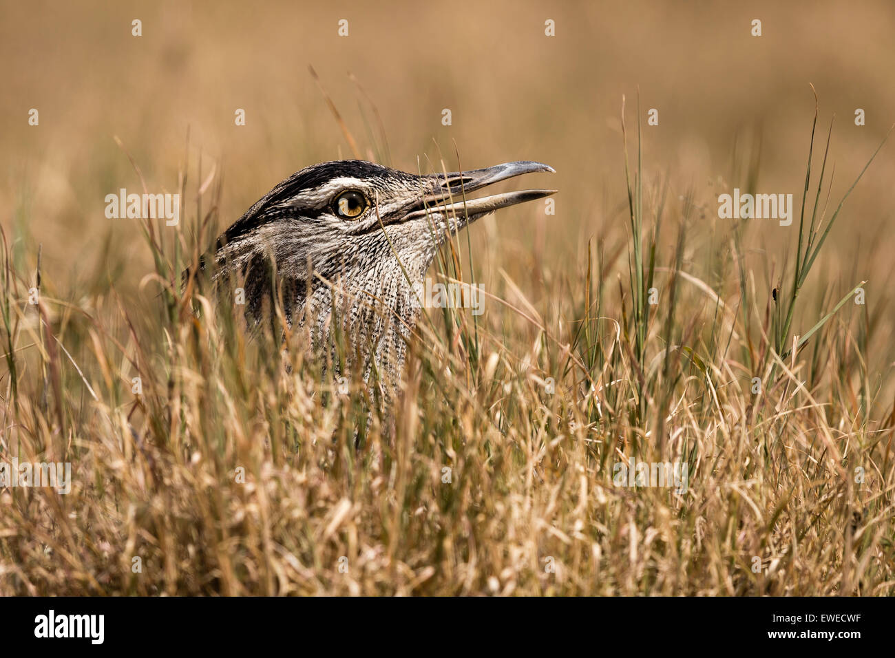 A Kori bustard (Ardeotis kori) the world's biggest flying bird hides in ...