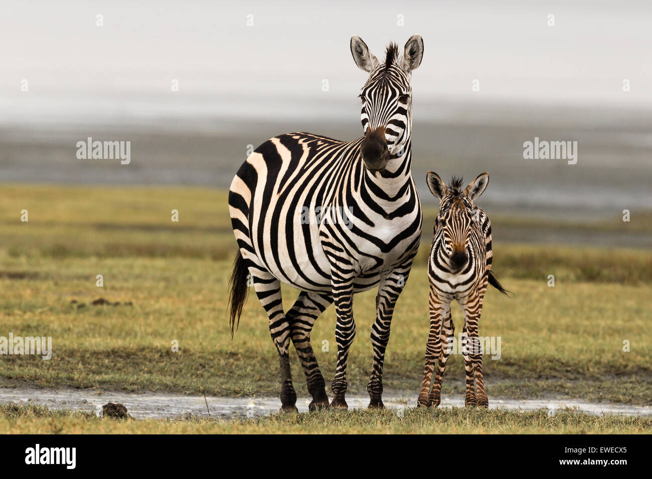 Zebra and foal (Equus quagga) in the Ngorongoro Crater Tanzania Stock ...