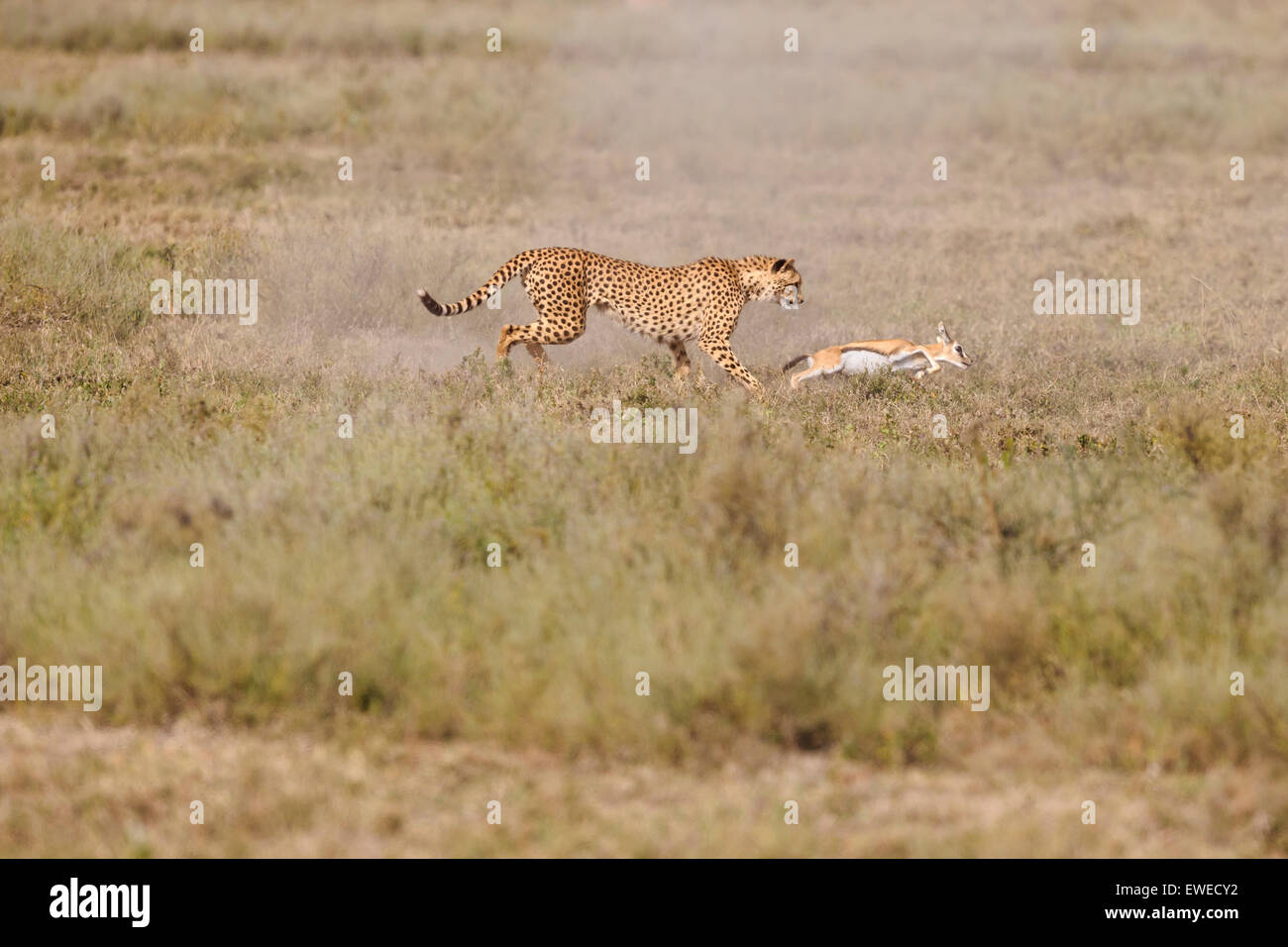 Cheetah Chasing Gazelle Drawing