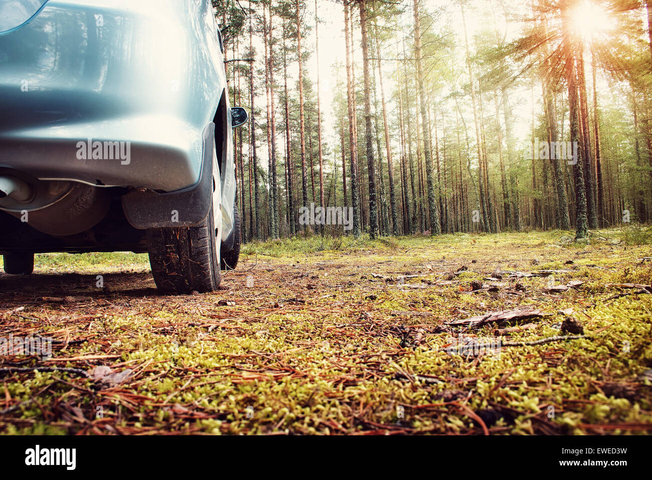 Car in the forest Stock Photo - Alamy