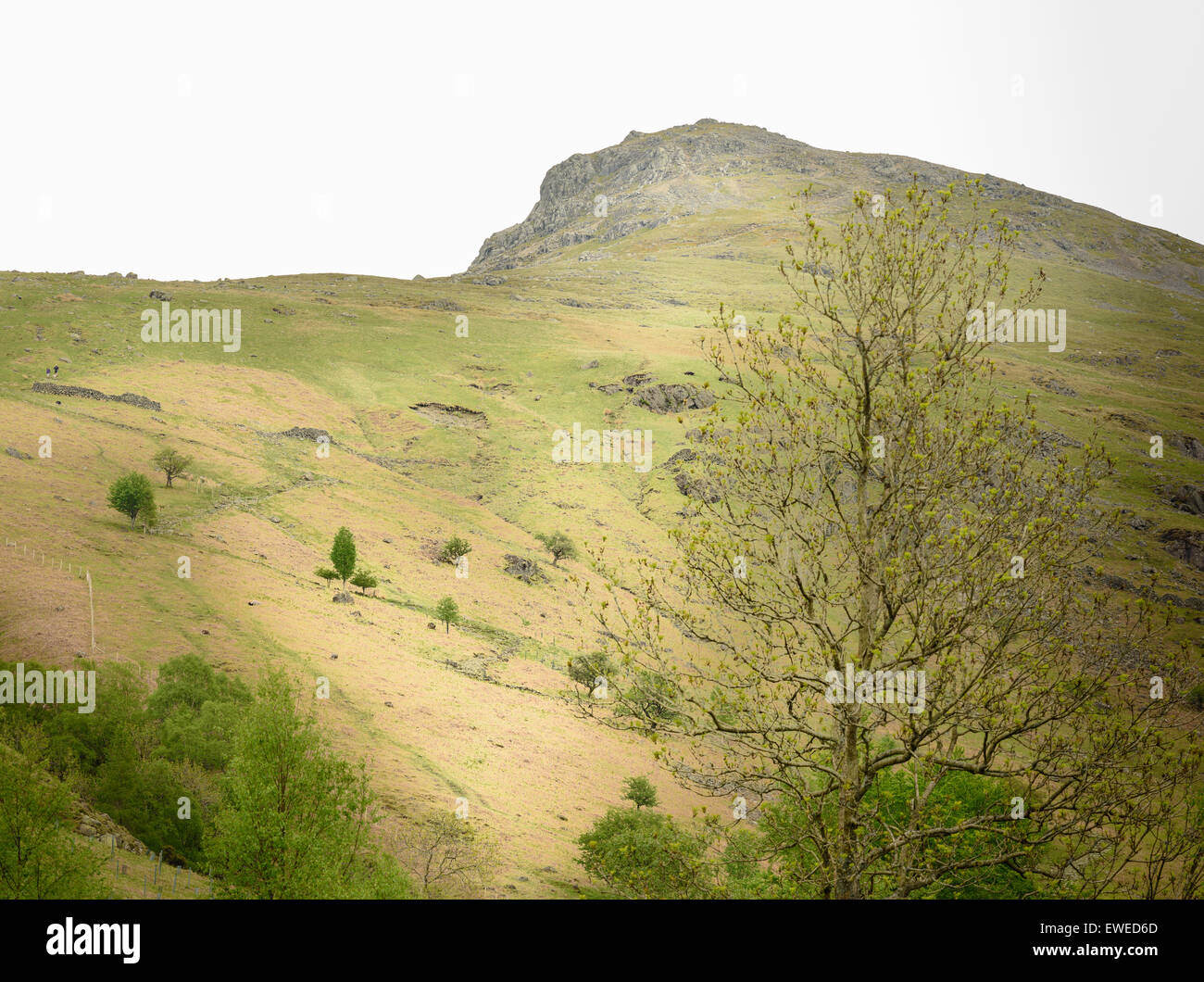 Helvellyn, 950 meters high, and almost the highest fell (mountain, hill ...