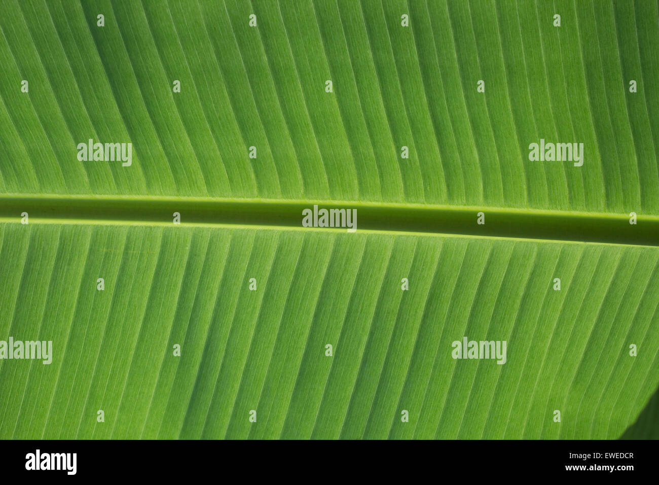 Platain hi-res stock photography and images - Alamy
