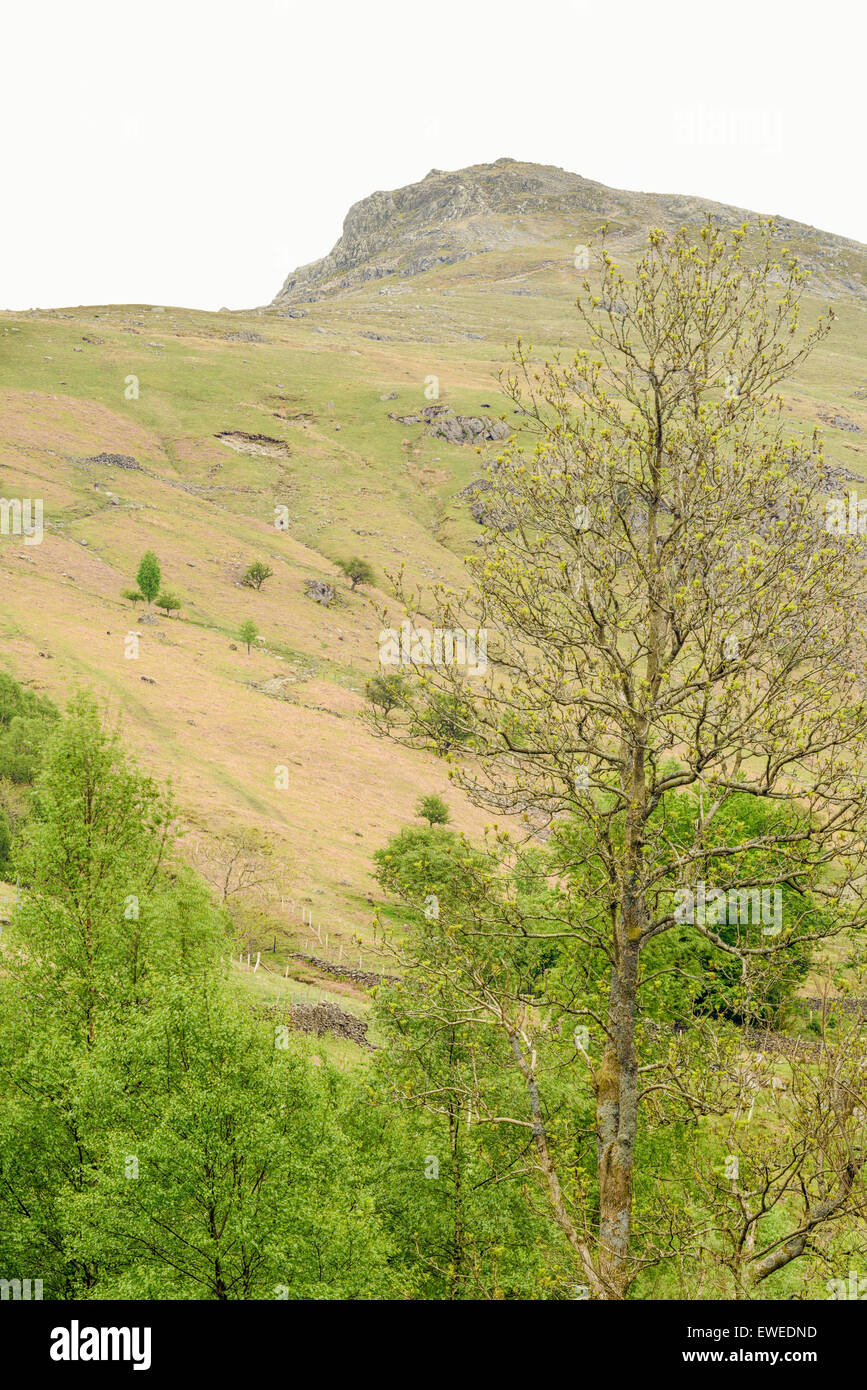Helvellyn, 950 metres high, and almost the highest fell (mountain, hill ...