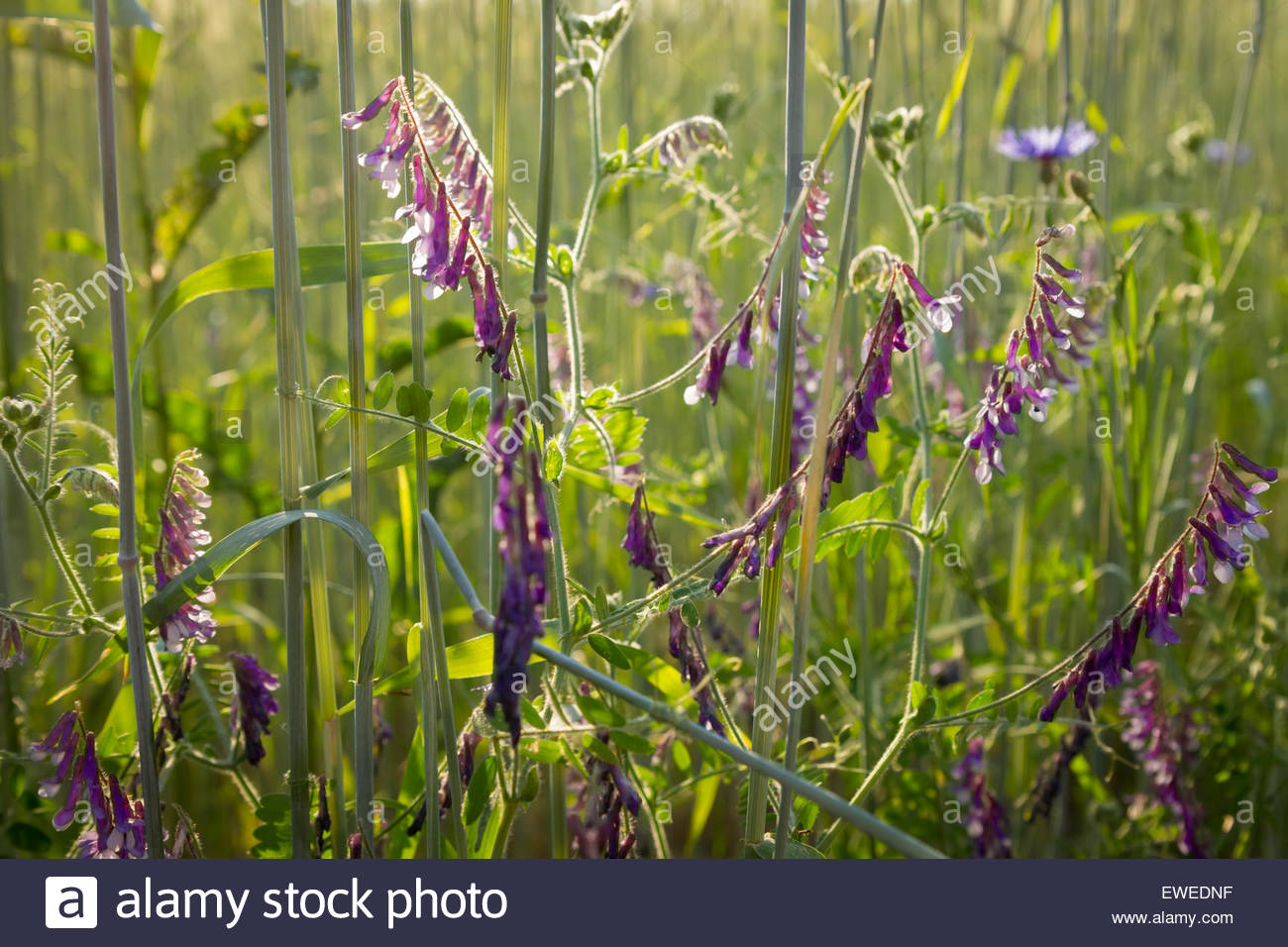 Peas Growing Stock Photos & Peas Growing Stock Images - Alamy