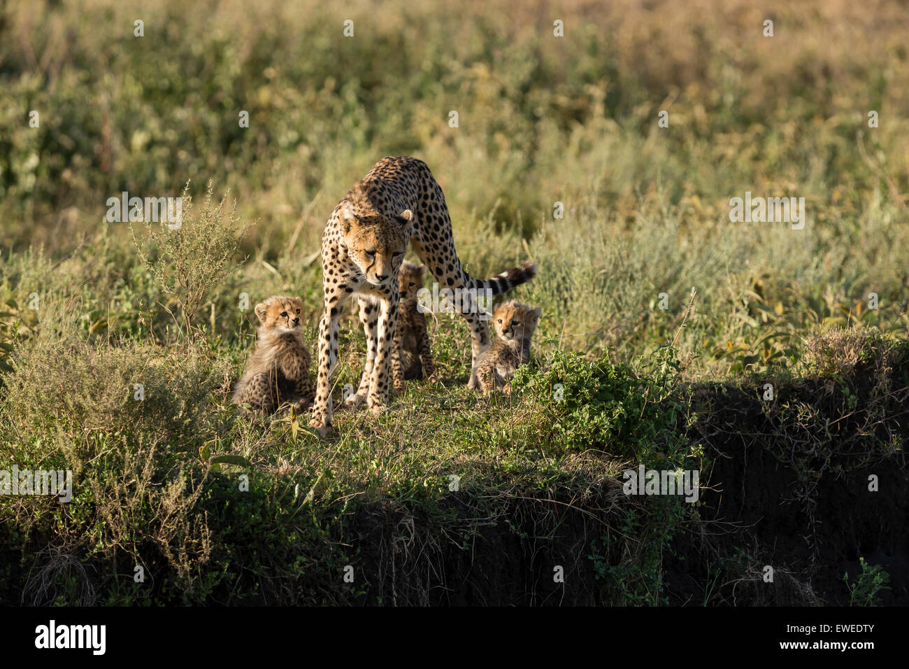 Cheetah cub with mother hi-res stock photography and images - Alamy