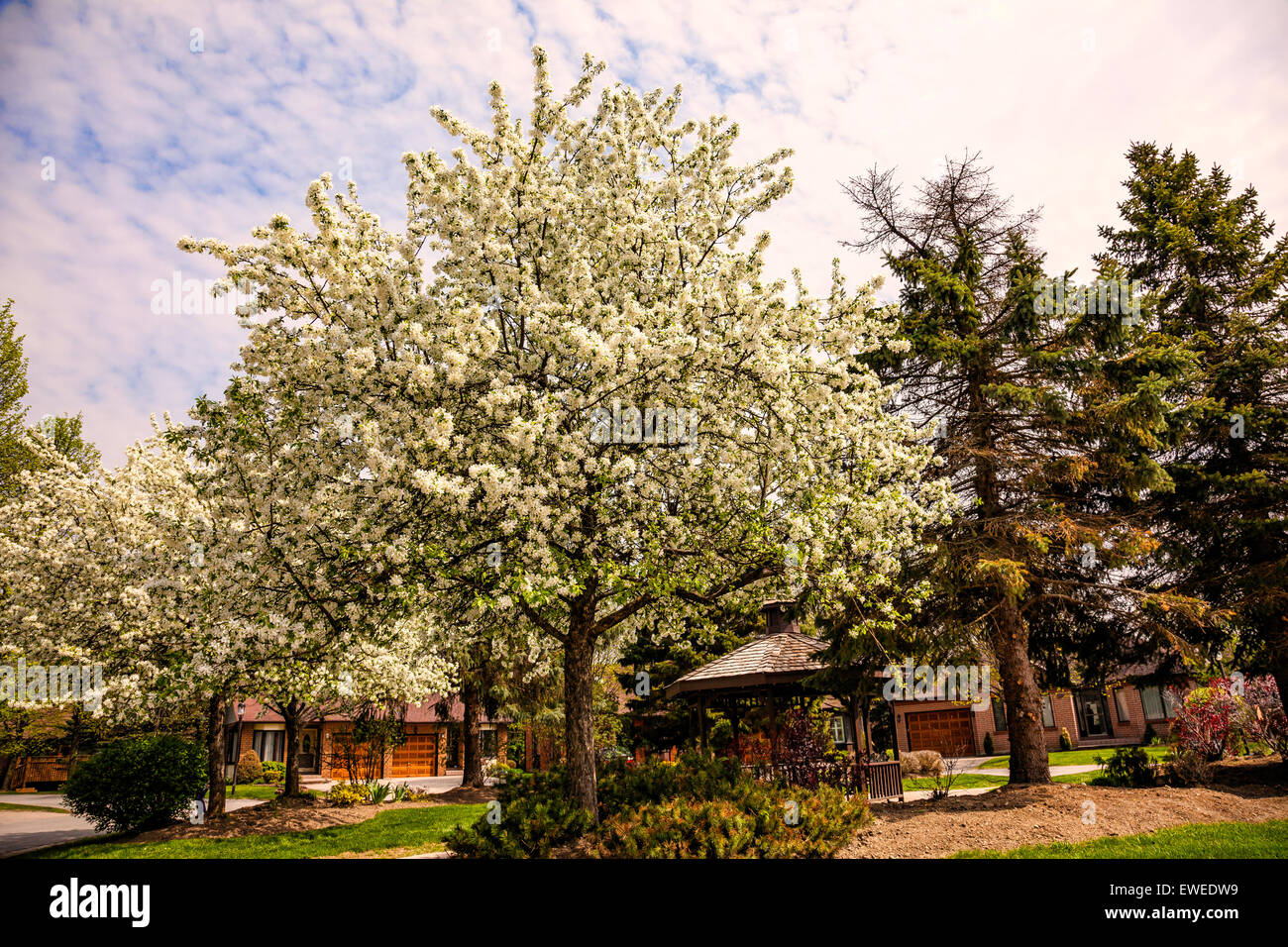 Flowering Crab Apple Tree in a small community in Ontario, Canada Stock ...