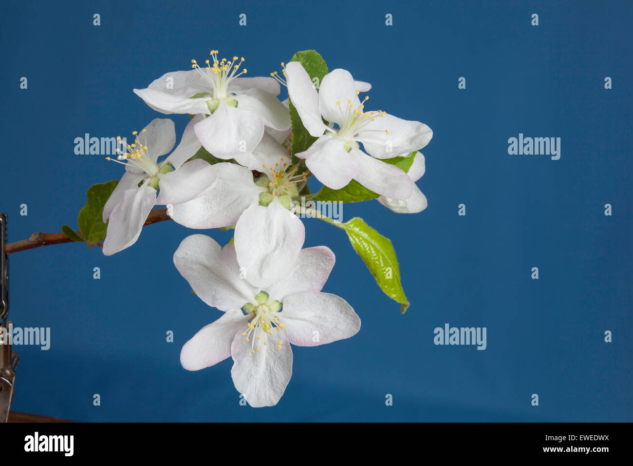 Canada plum hi-res stock photography and images - Alamy