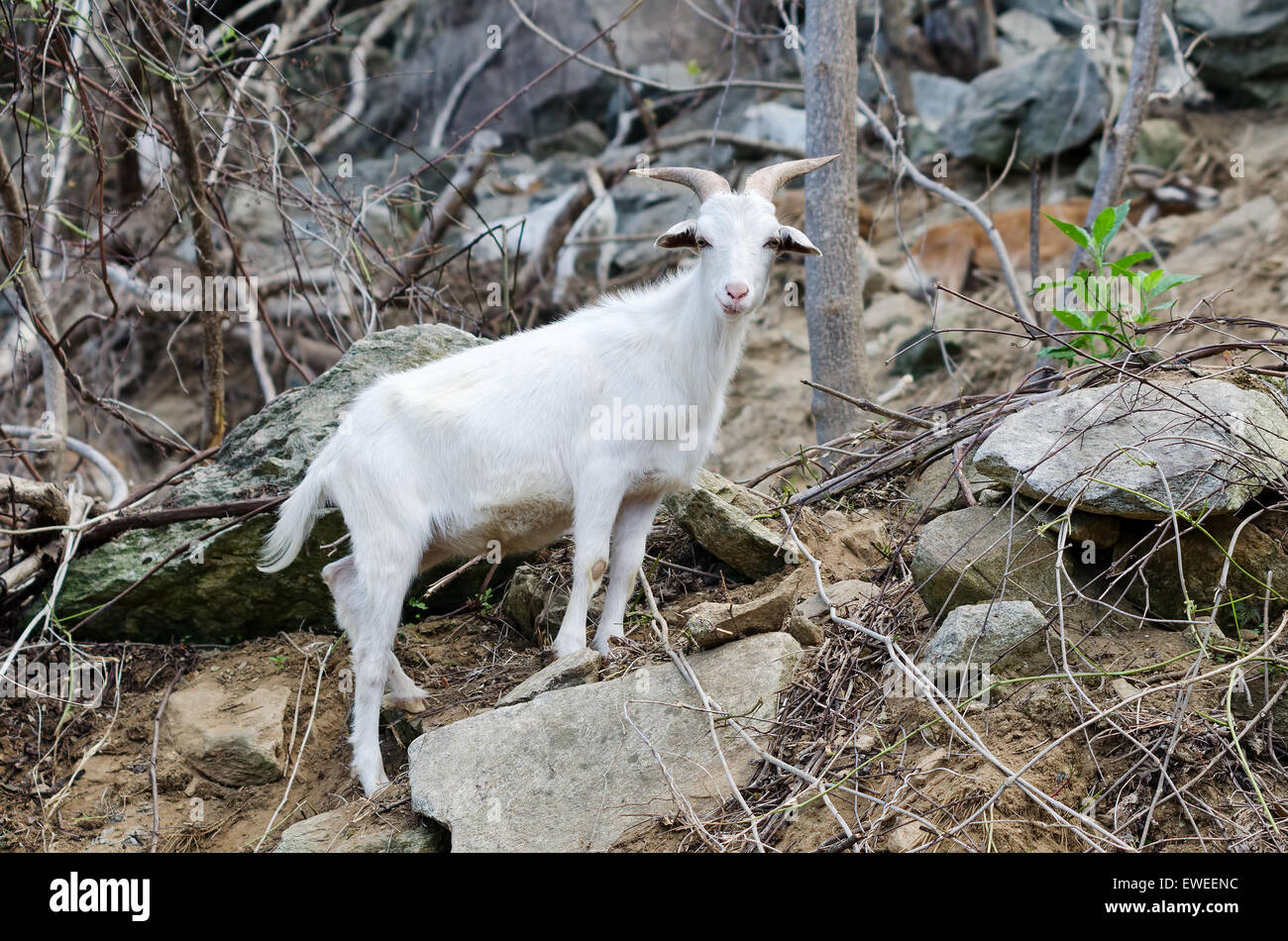 Mountain goat in wildlife in North Carolina, USA Stock Photo - Alamy