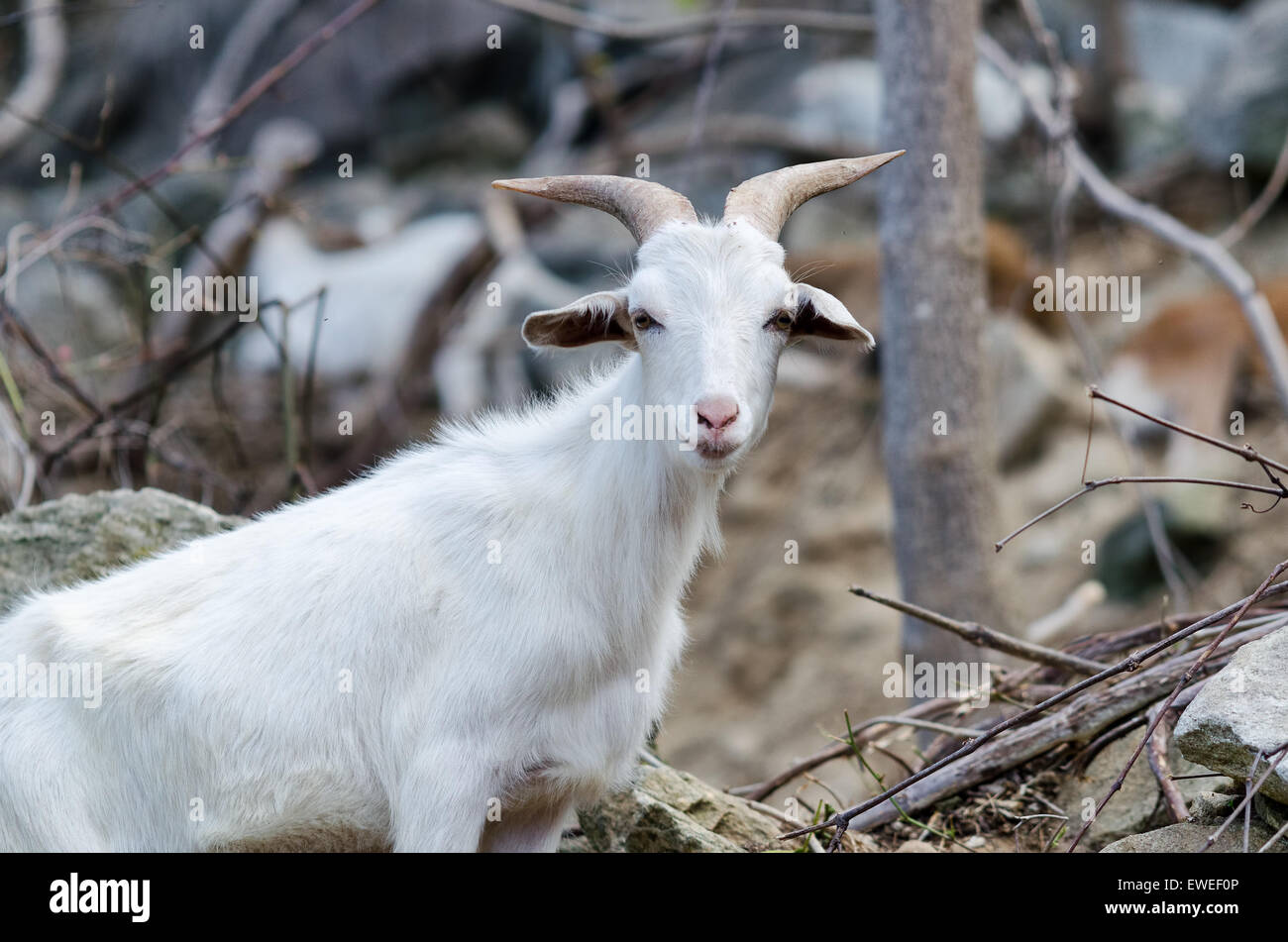 Mountain goat in wildlife in North Carolina, USA Stock Photo - Alamy