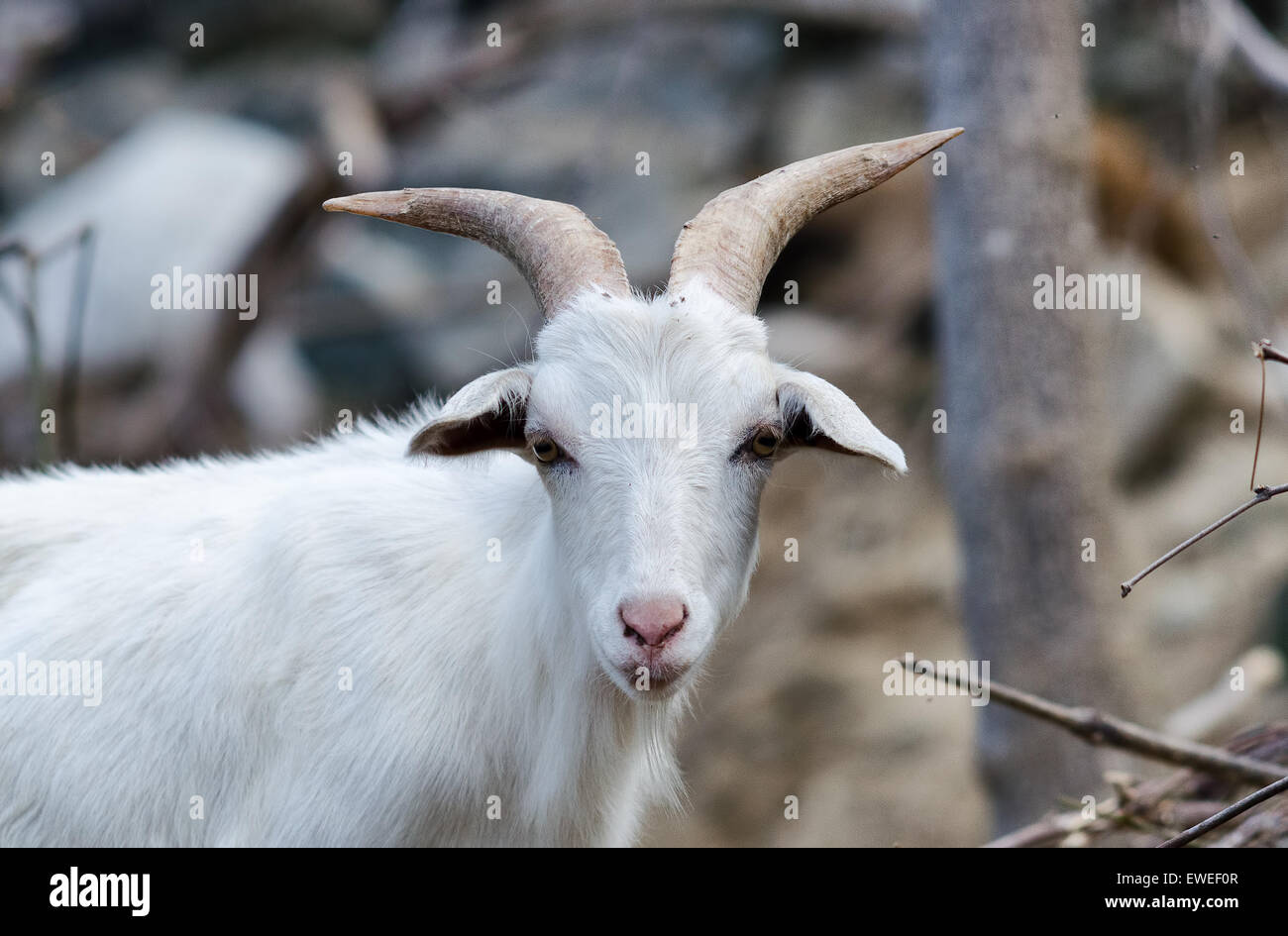 Mountain goat in wildlife in North Carolina, USA Stock Photo - Alamy