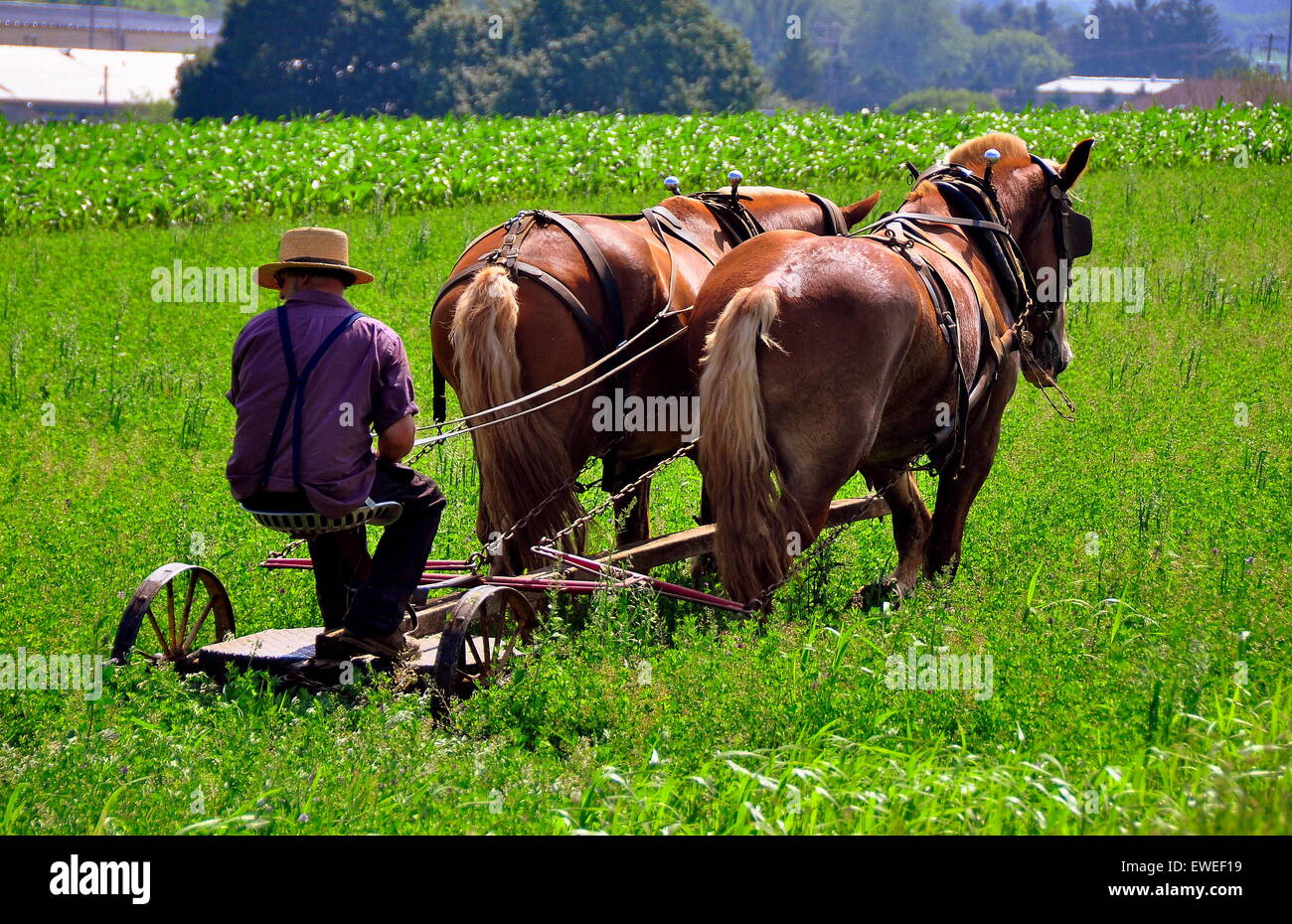 Lancaster County, Pennsylvania: Amish farmer seated on a small farm ...