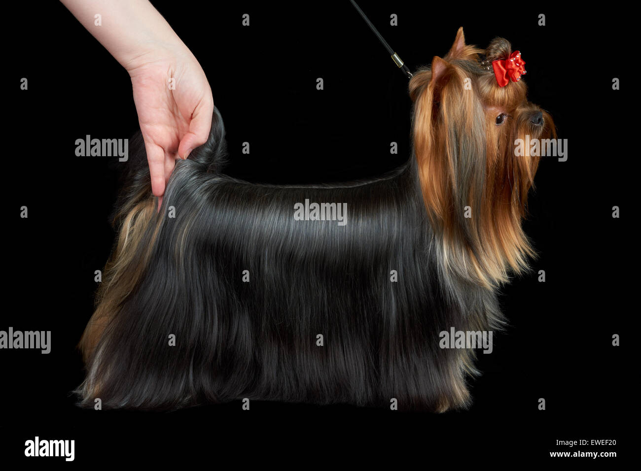 One Yorkshire Terrier with long groomed hair stands at dog show on ...