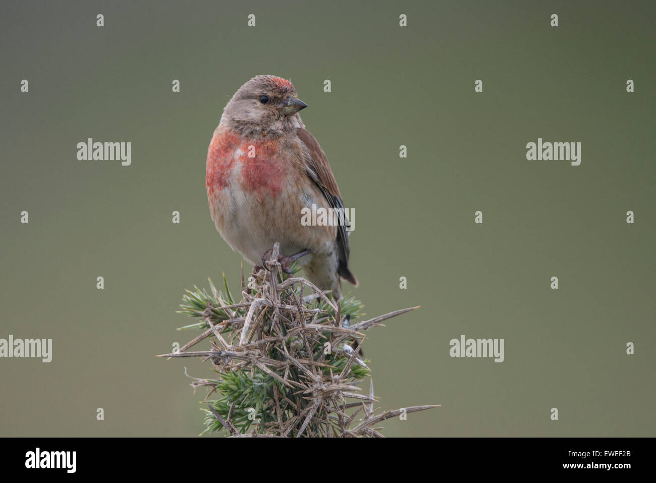 Linnet uk hi-res stock photography and images - Alamy