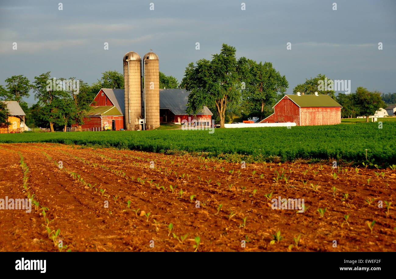 Cornfield with seedlings hi-res stock photography and images - Alamy
