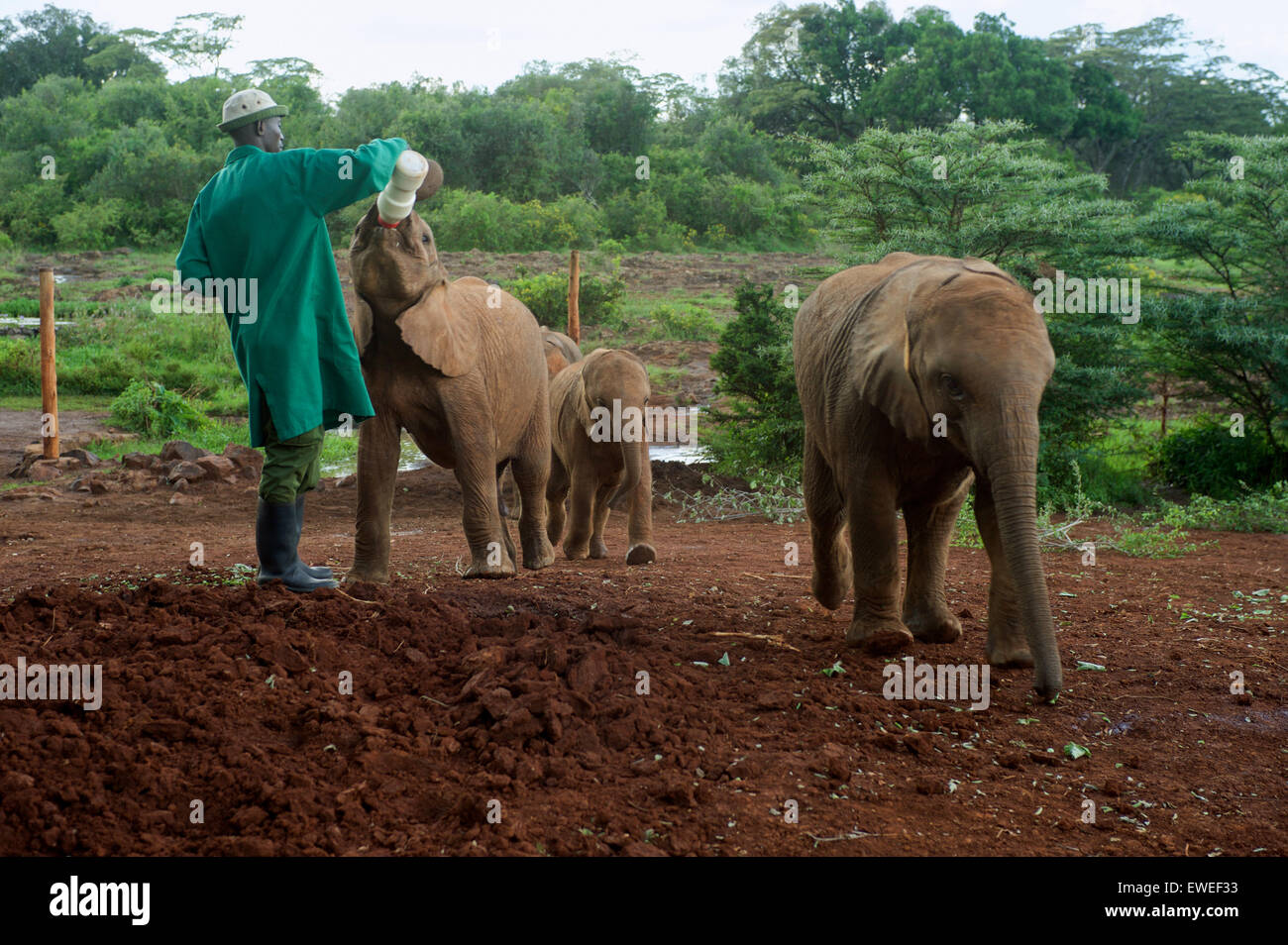 A caretaker feeds a baby elephant at the Sheldrick Elephant Orphanage ...
