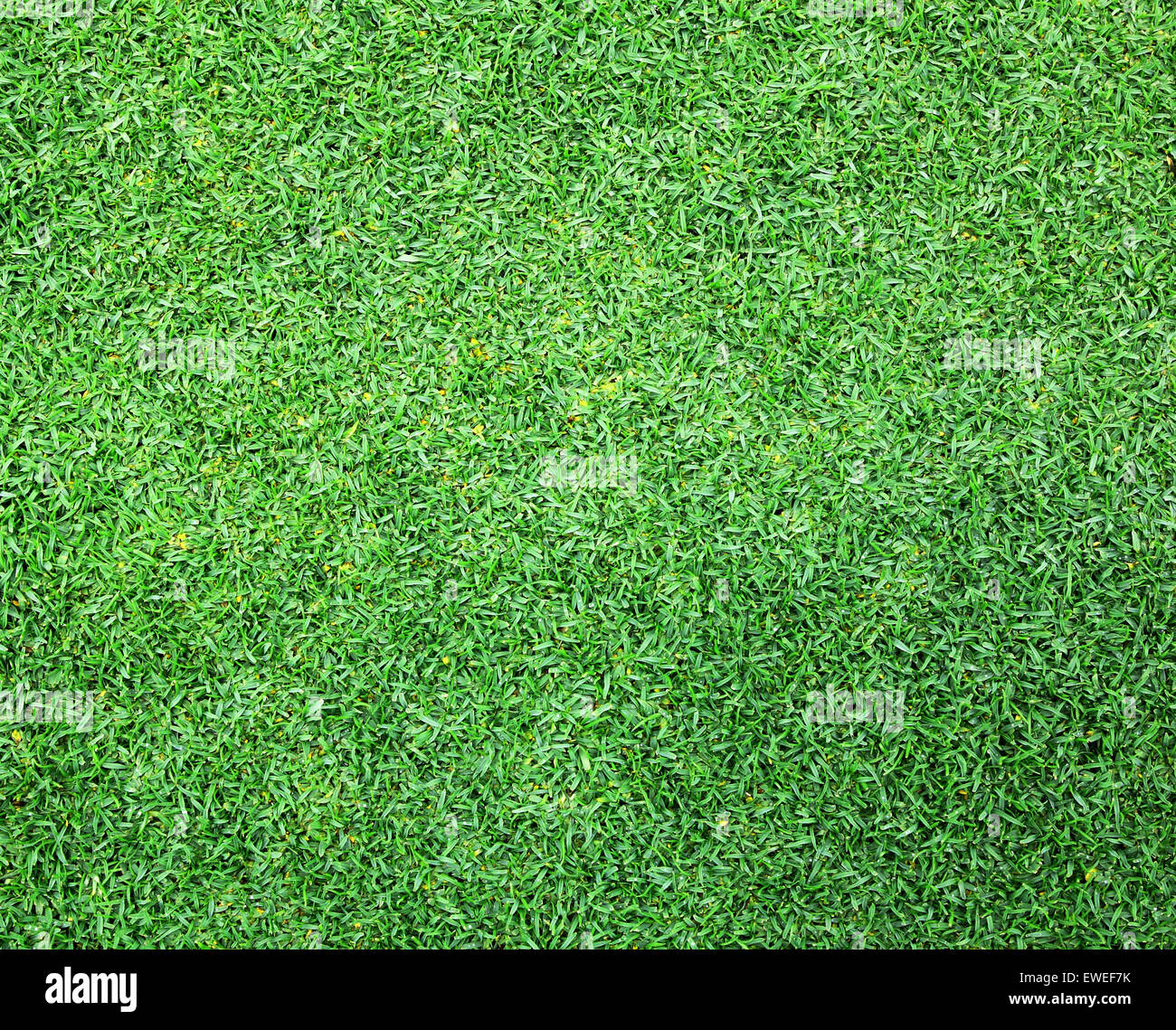 Golf green grass abstract background, nature, outdoor garden Stock ...