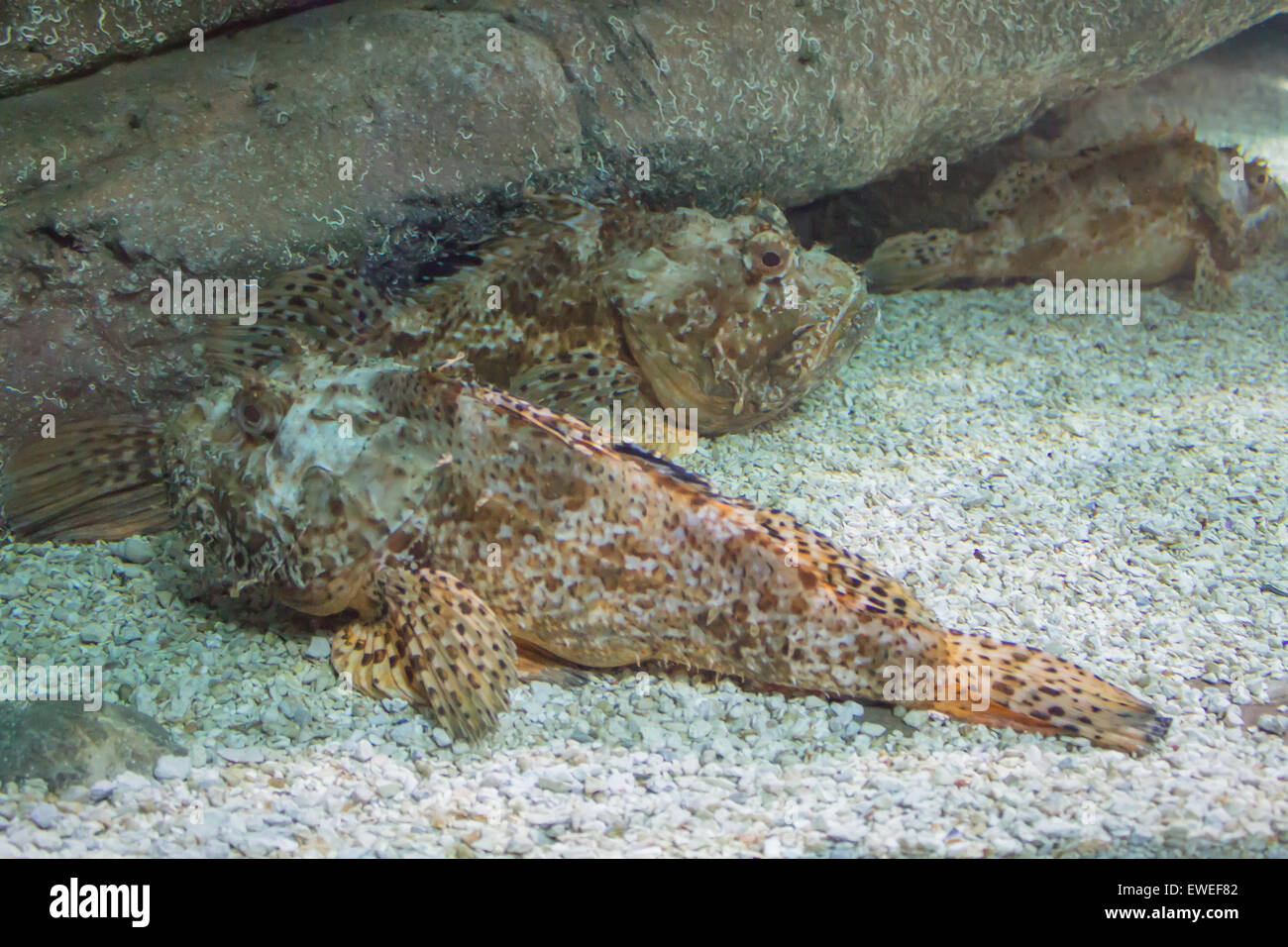 Red Scorpianfish on display at the Cretaquarium near Gournes, Crete ...