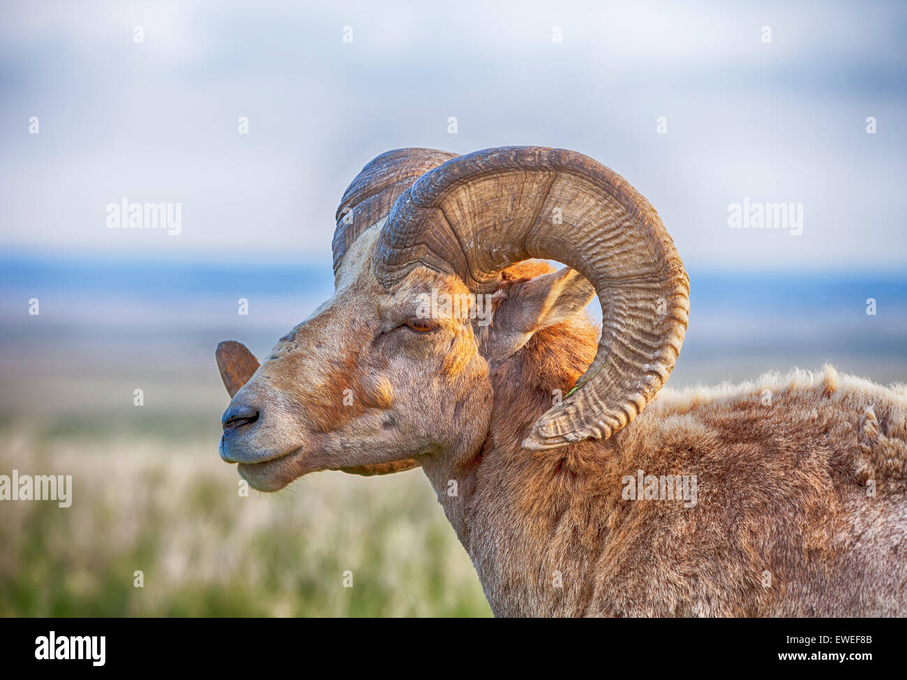 Male Bighorn Sheep With Horns Stock Photo - Alamy