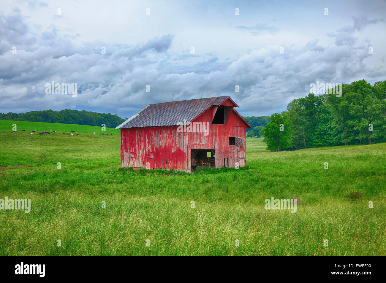 Cows and red barn hi-res stock photography and images - Alamy