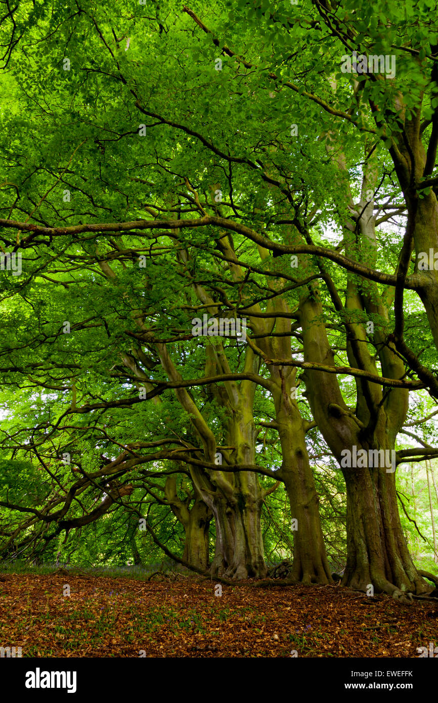 European Beech trees Fagus sylvatica growing in woodland in May near ...