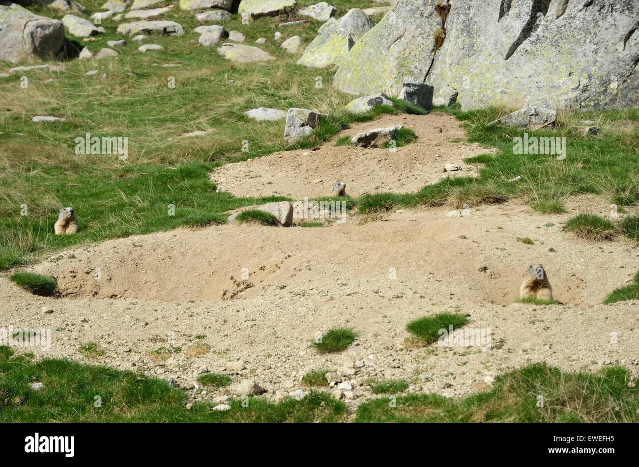 Wild marmots in the alpine meadow Stock Photo - Alamy