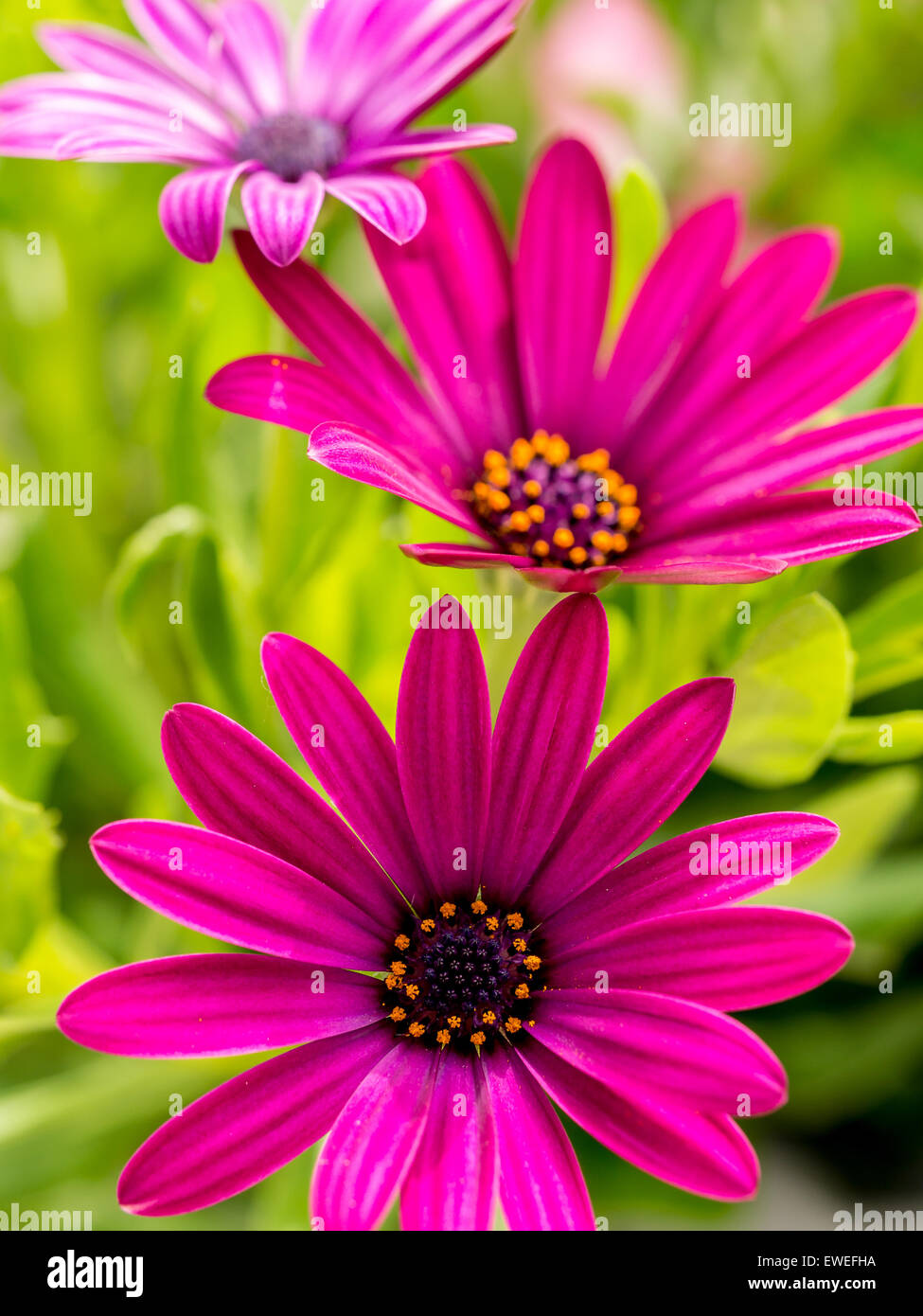 Osteospermum flowers hi-res stock photography and images - Alamy